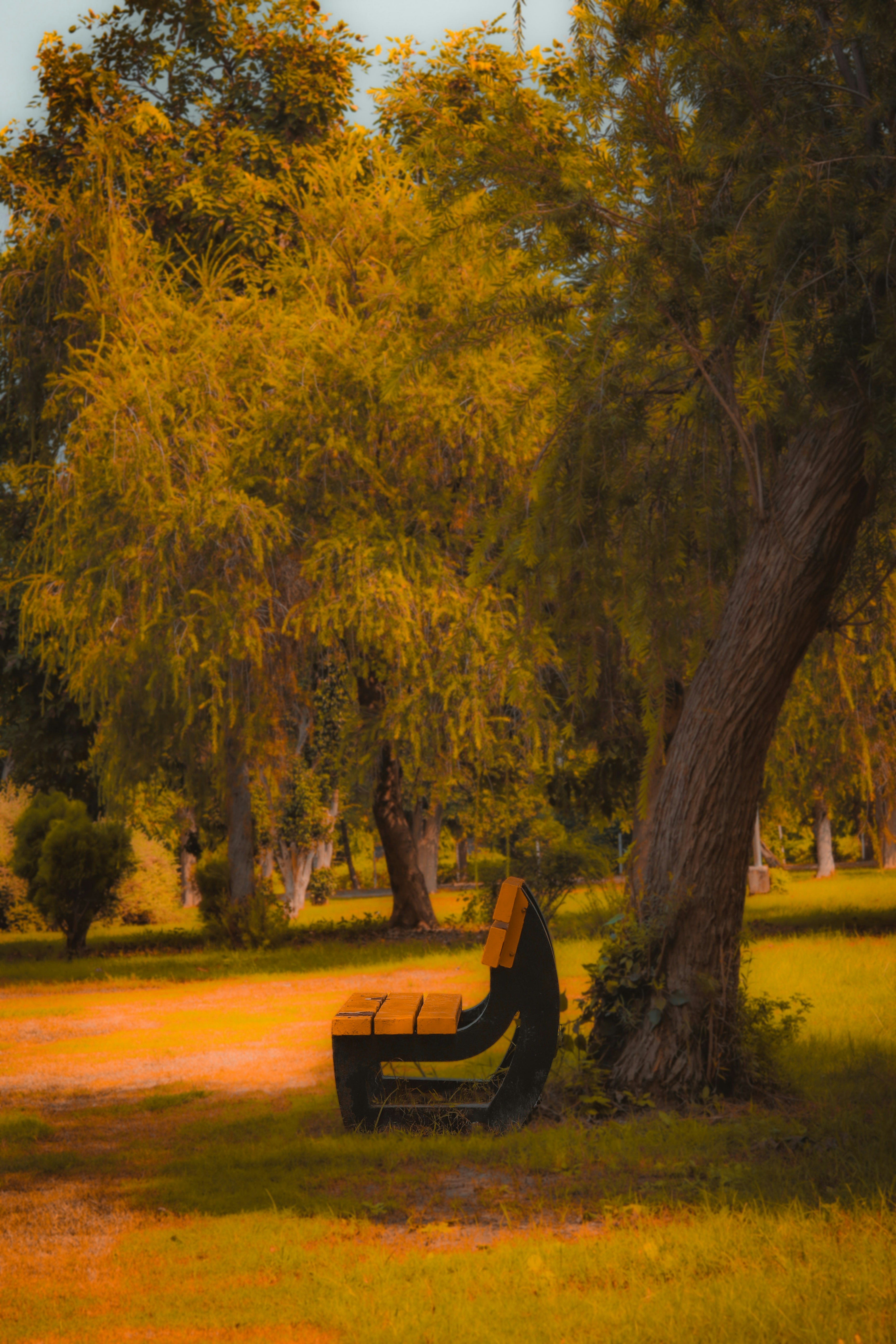 Golden Hour Bench Under a Time-Worn Tree in Autumn Park