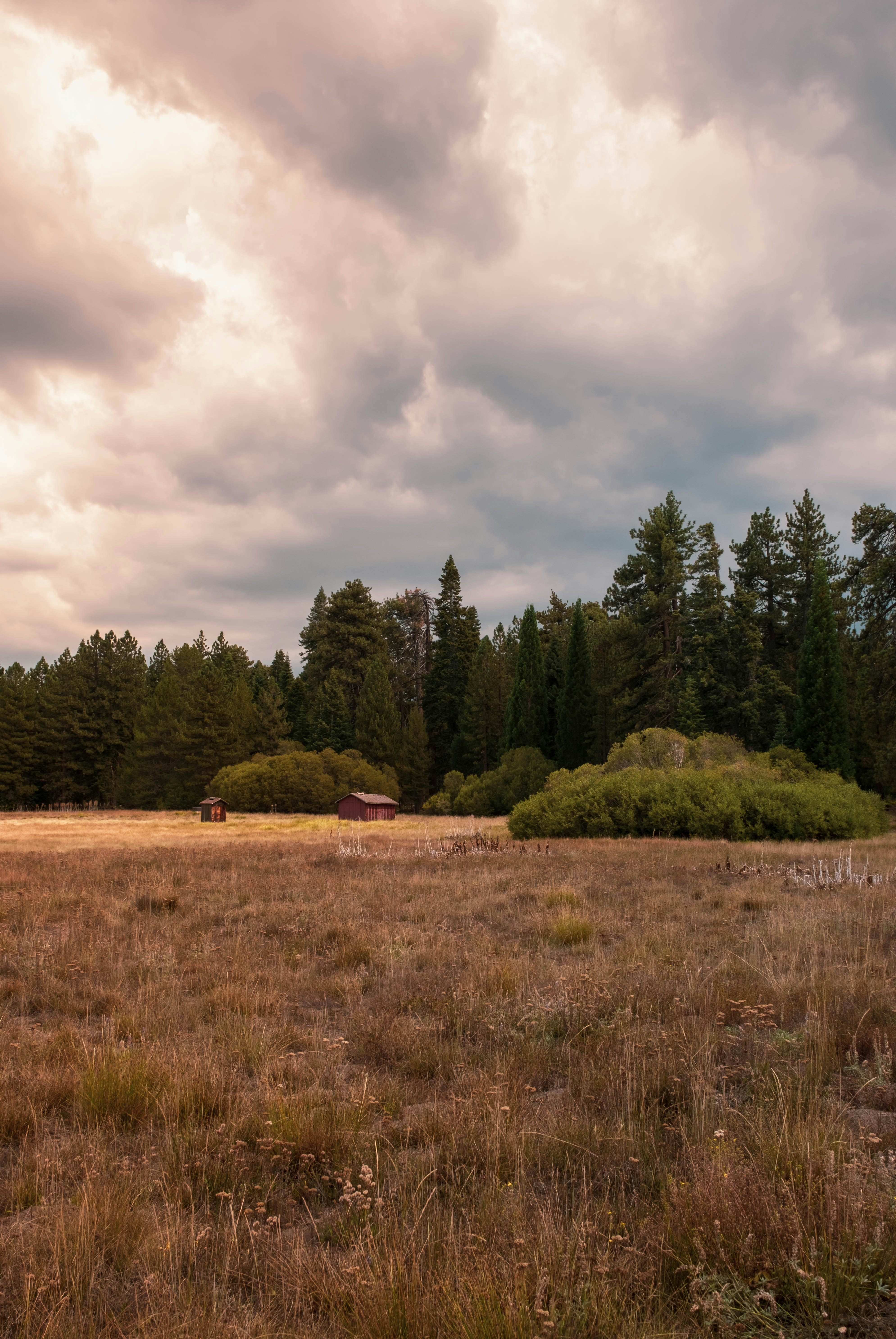 Quiet Clearing Beneath a Storm Sky