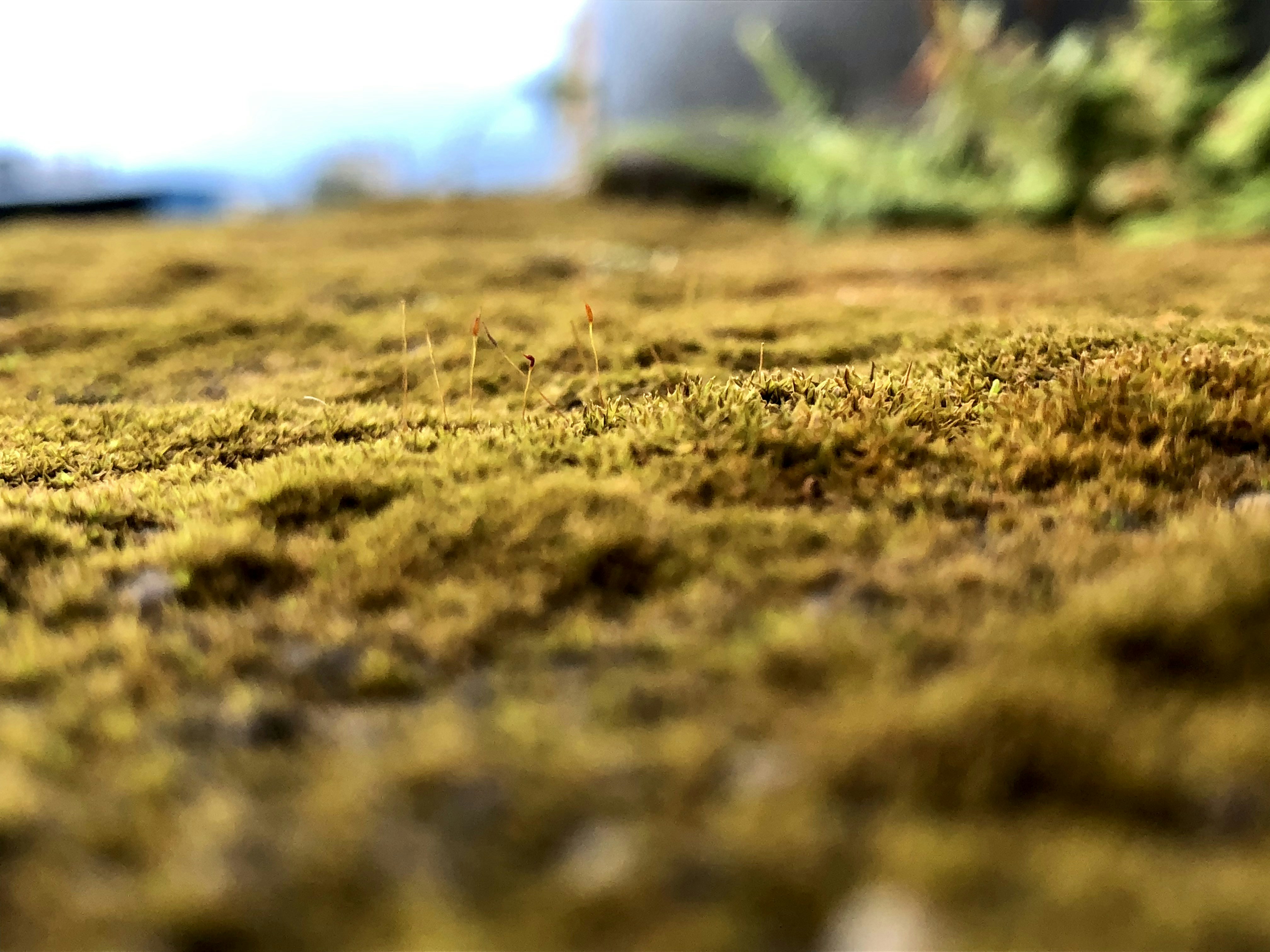 Mossy Terrain in Focus