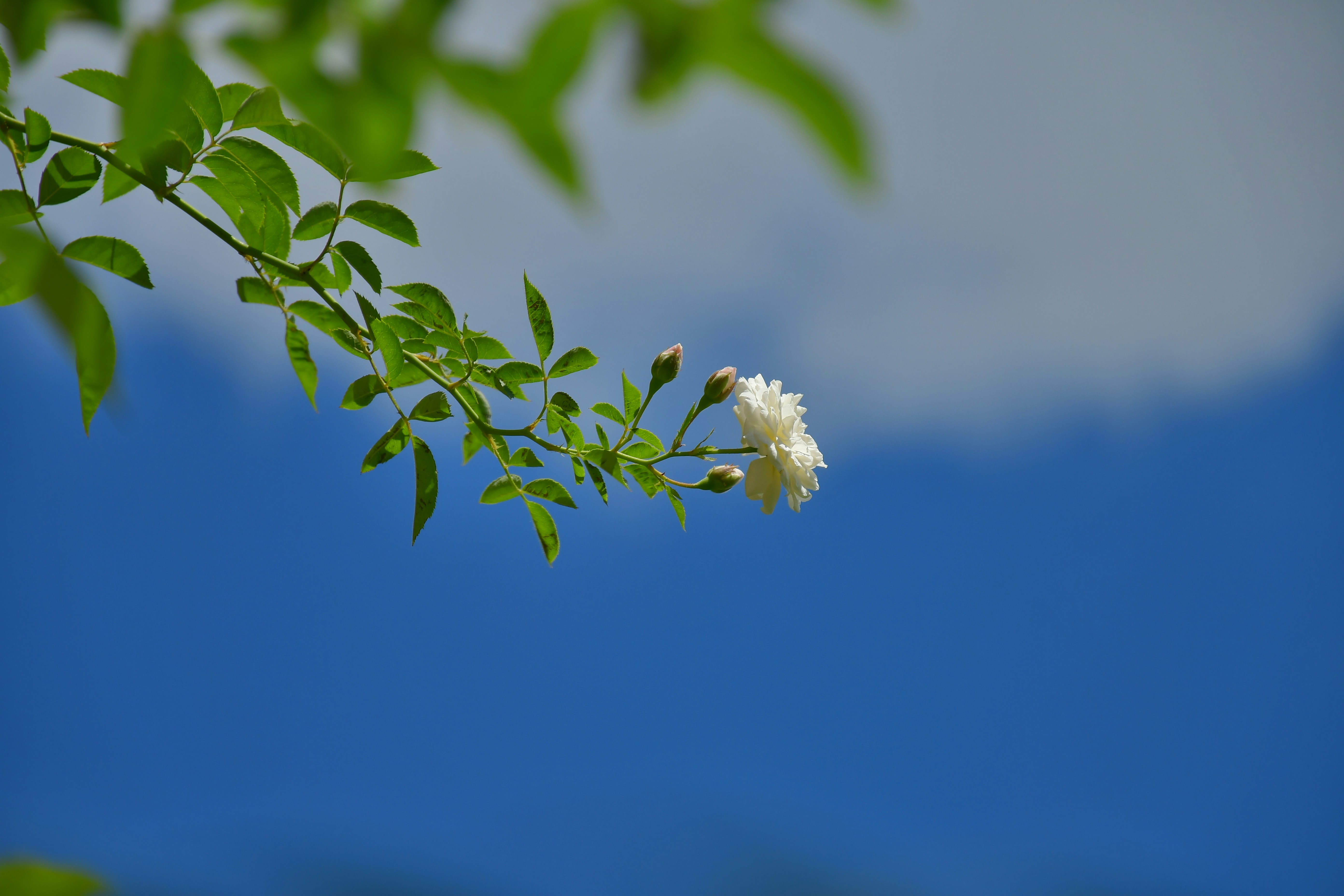 a white flower with green leaves against a blue sky