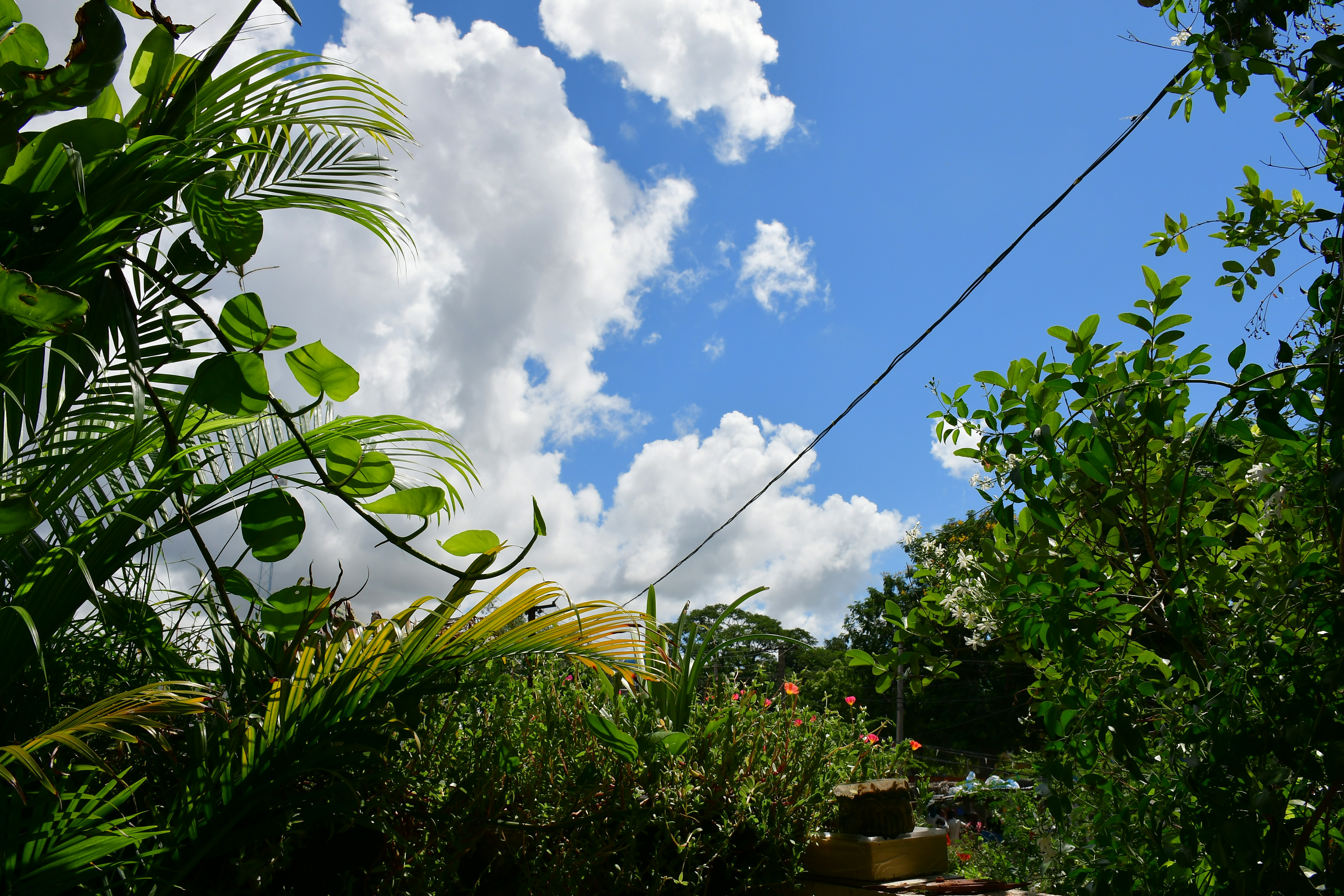a lush green forest filled with lots of trees