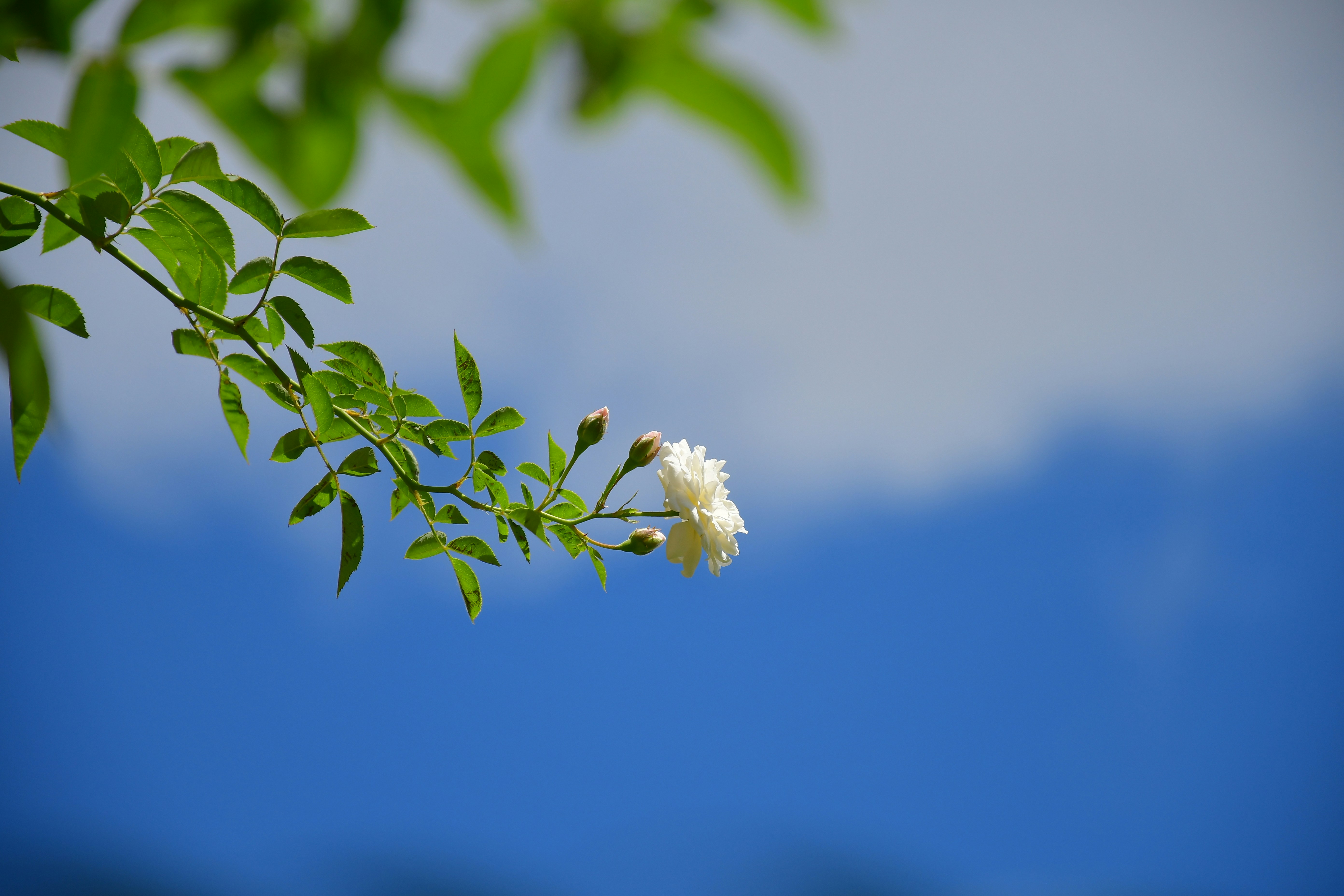 a white flower with green leaves against a blue sky