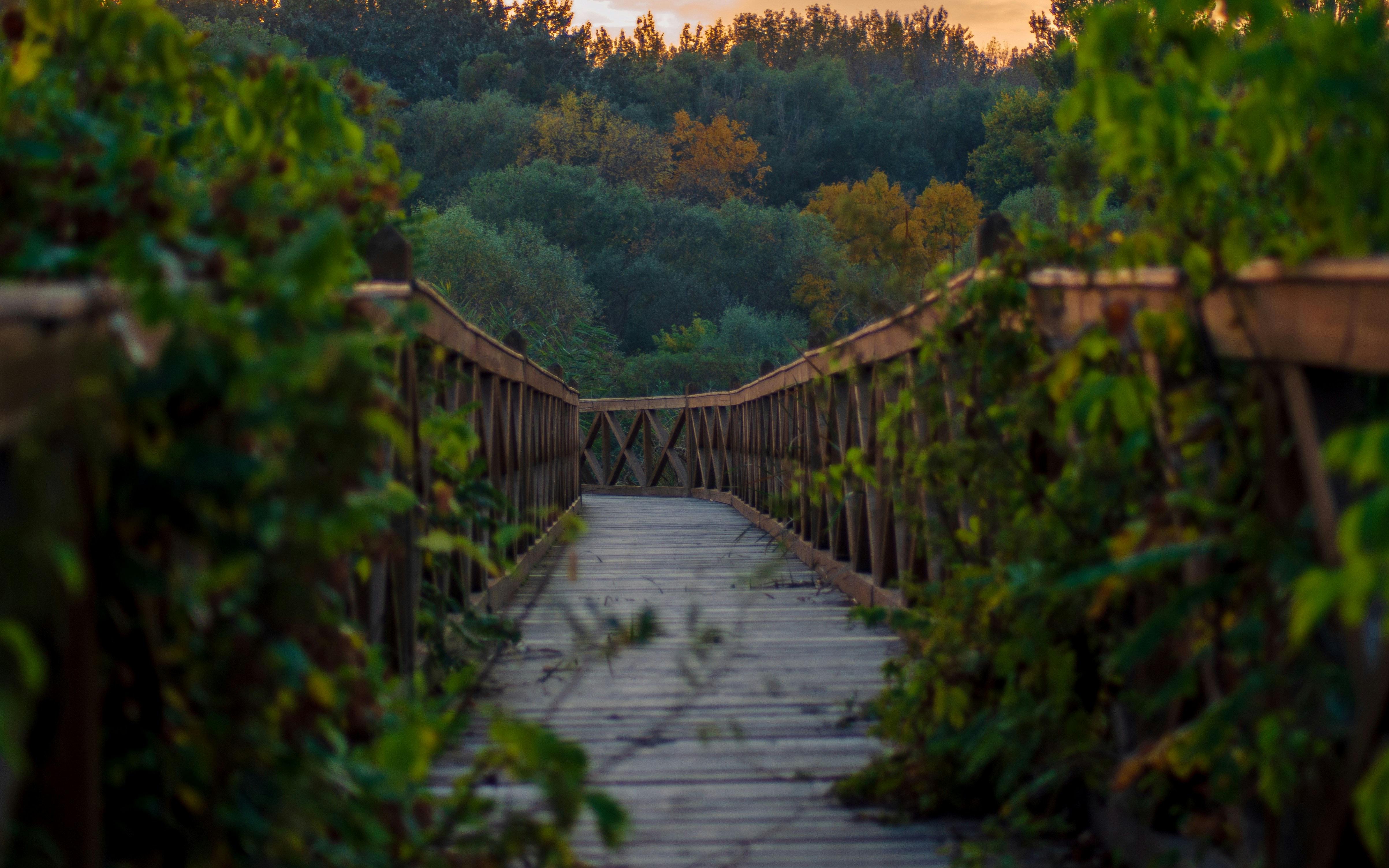 Nature's Pathway to Serenity