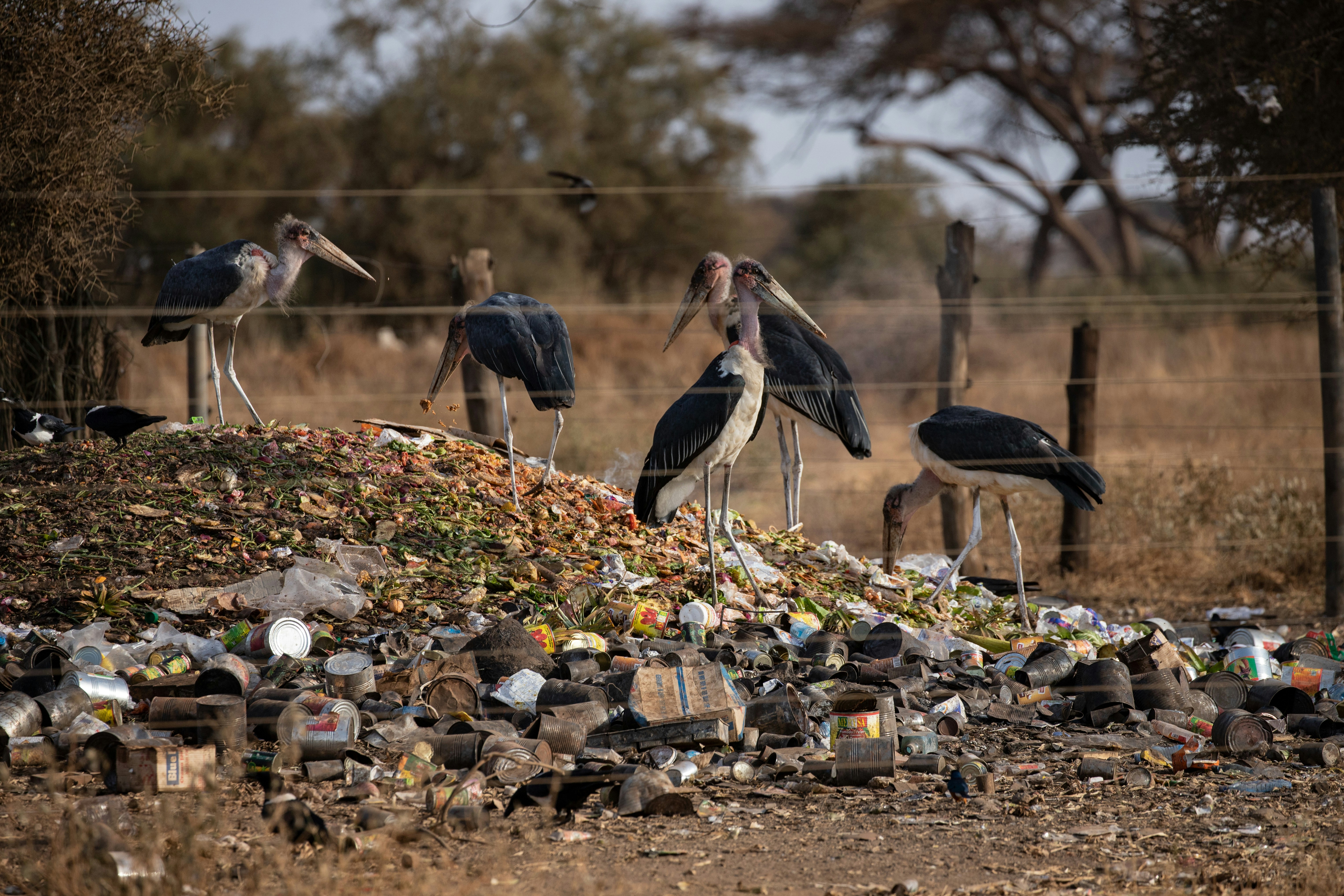 Trash Heap Sentinel: Marabou Storks Patrol a Sunlit Dump