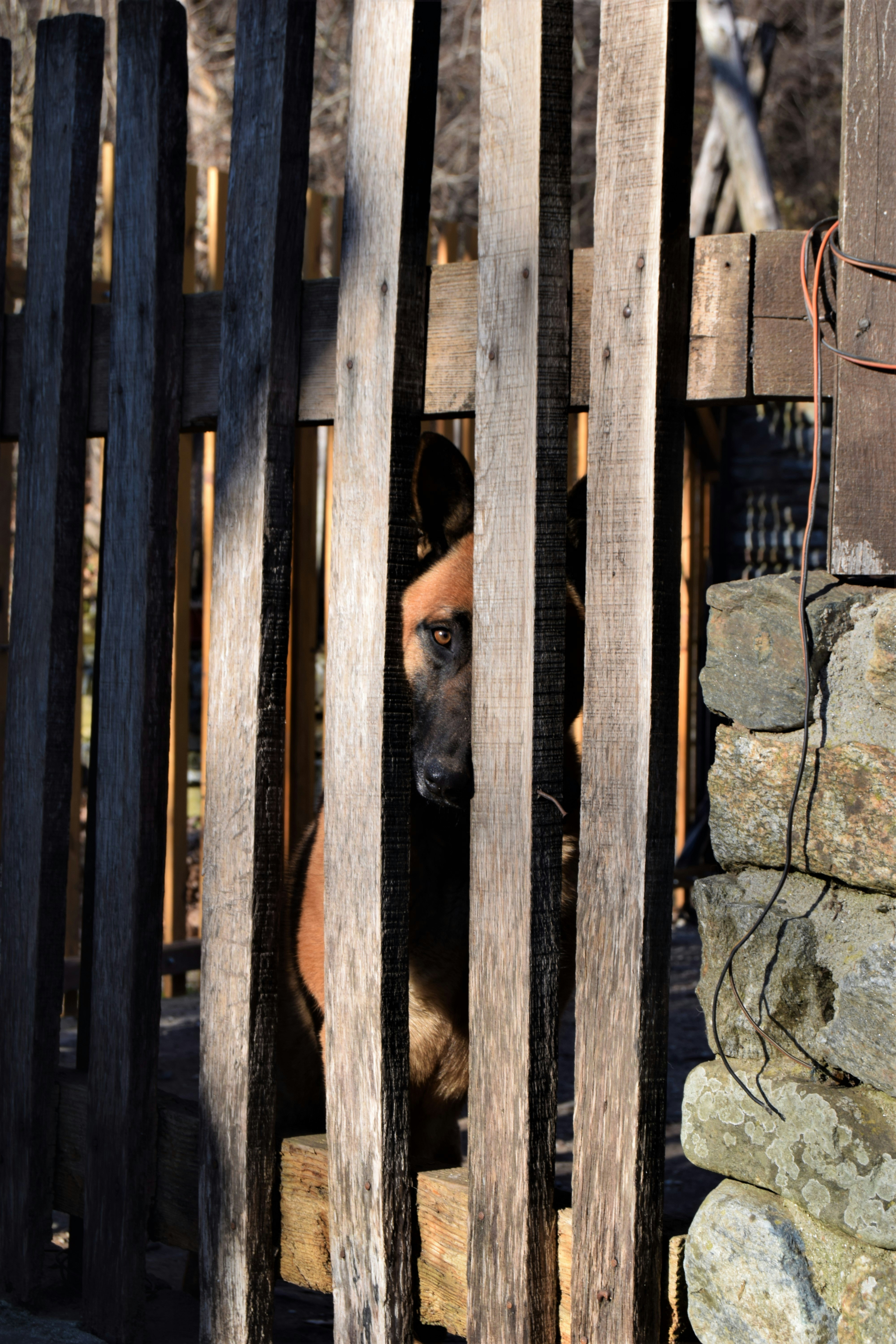 Curious Canine Behind the Fence
