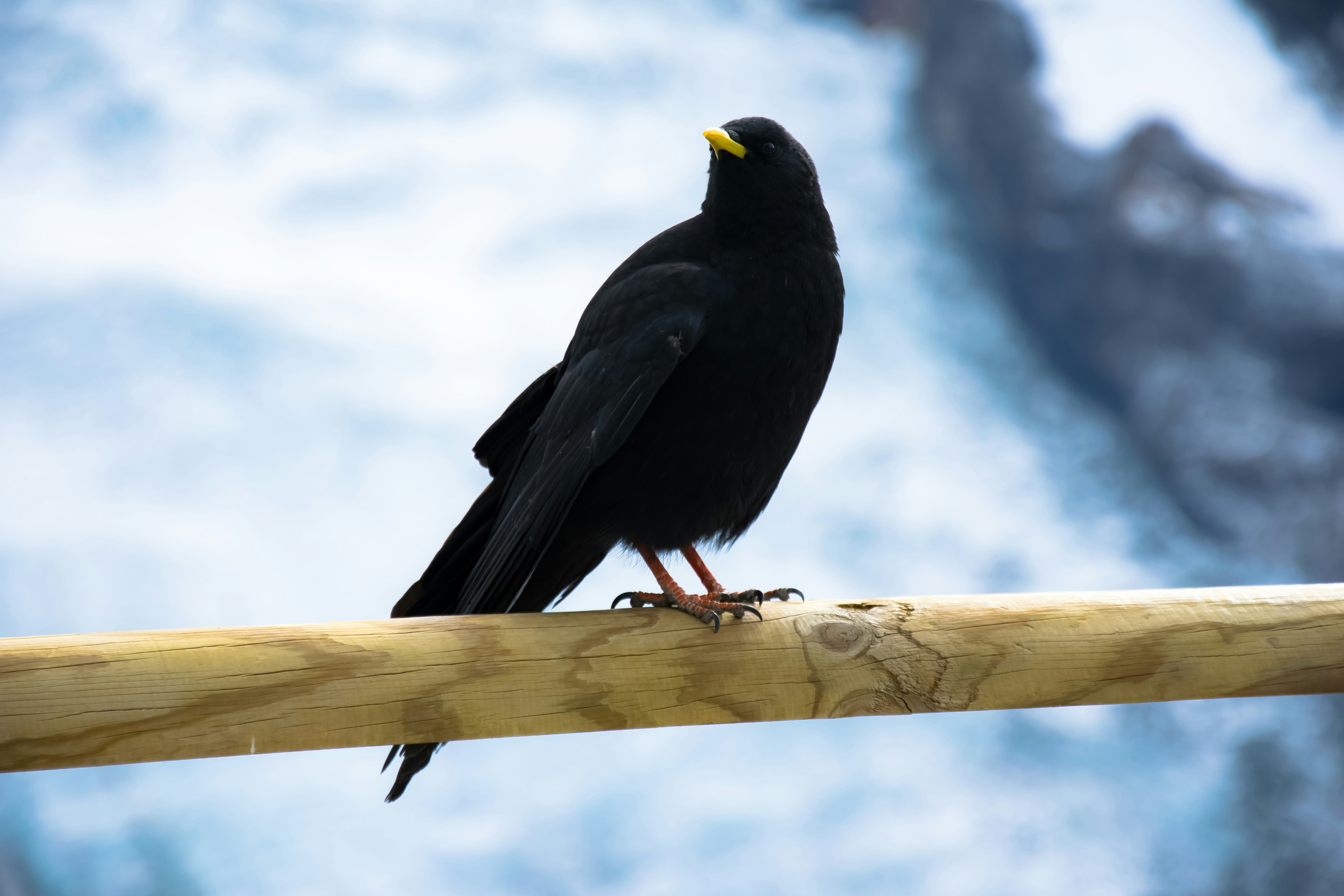 a black bird sitting on top of a wooden pole