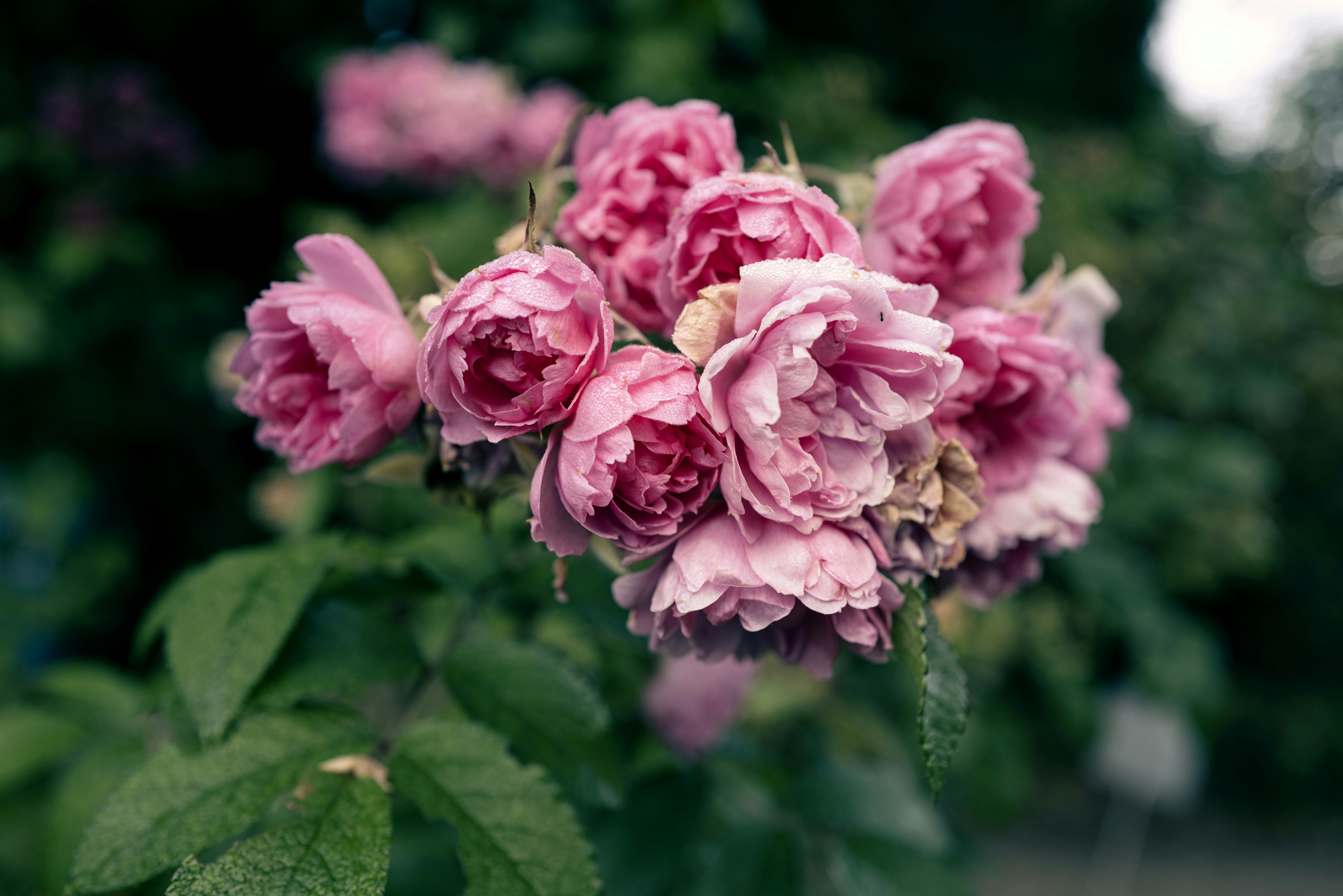 Un bouquet de fleurs roses qui fleurissent dans un jardin photo – Photo ...