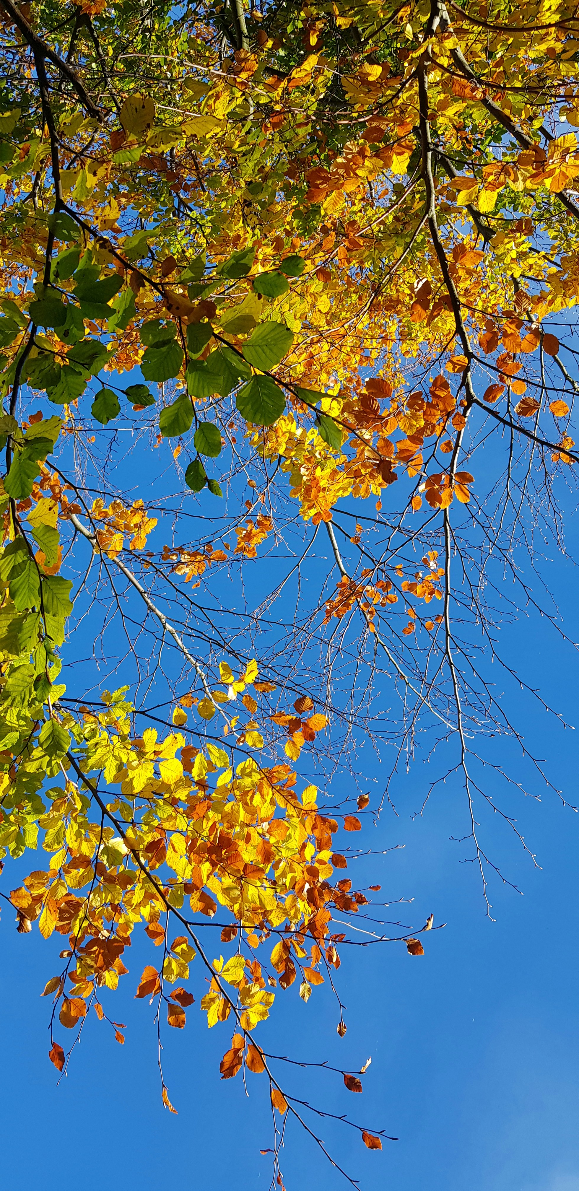 a tree with yellow leaves and a blue sky in the background