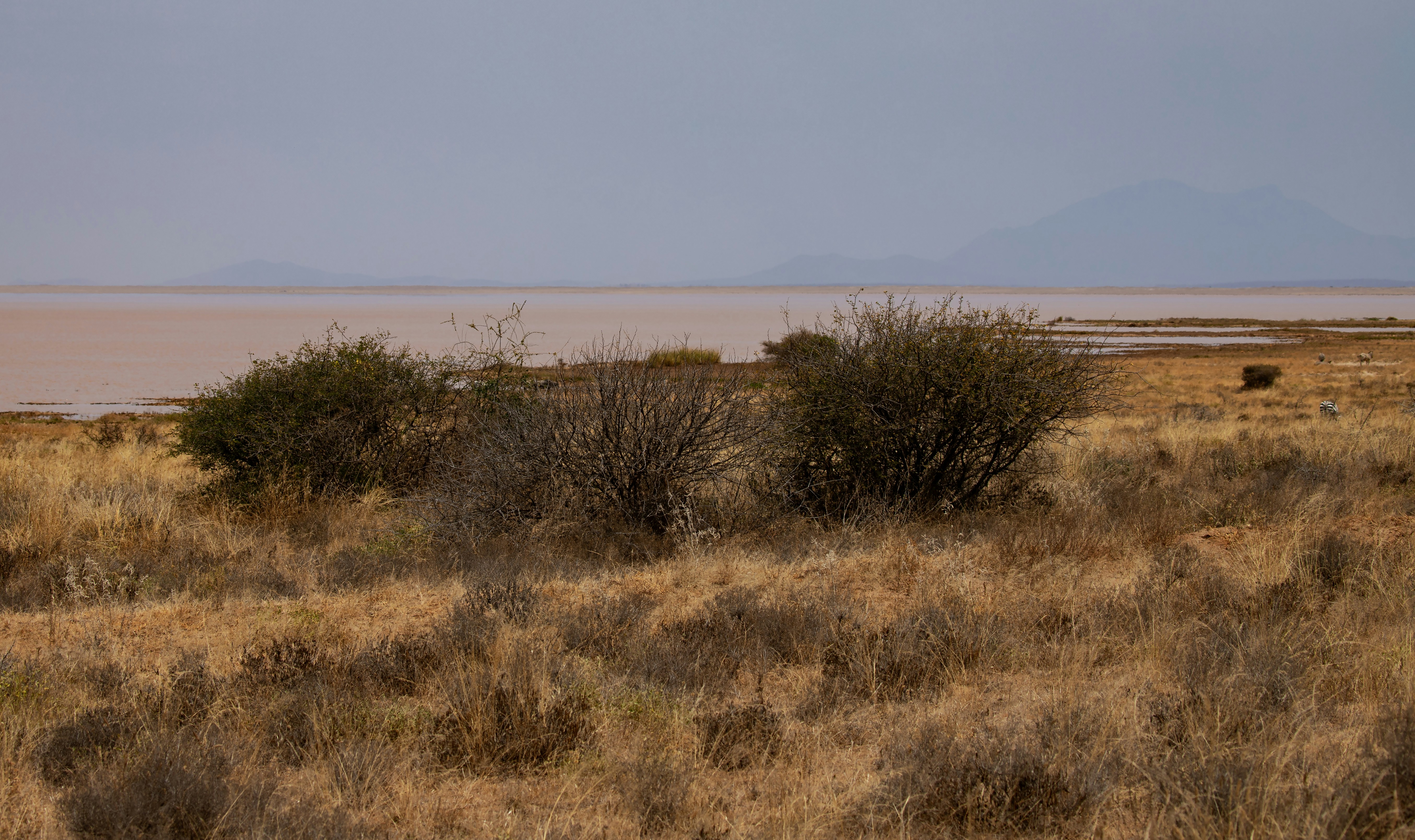 Sparse vegetation in the foreground leading to a tranquil, pink-hued lake with distant mountains under a muted sky.