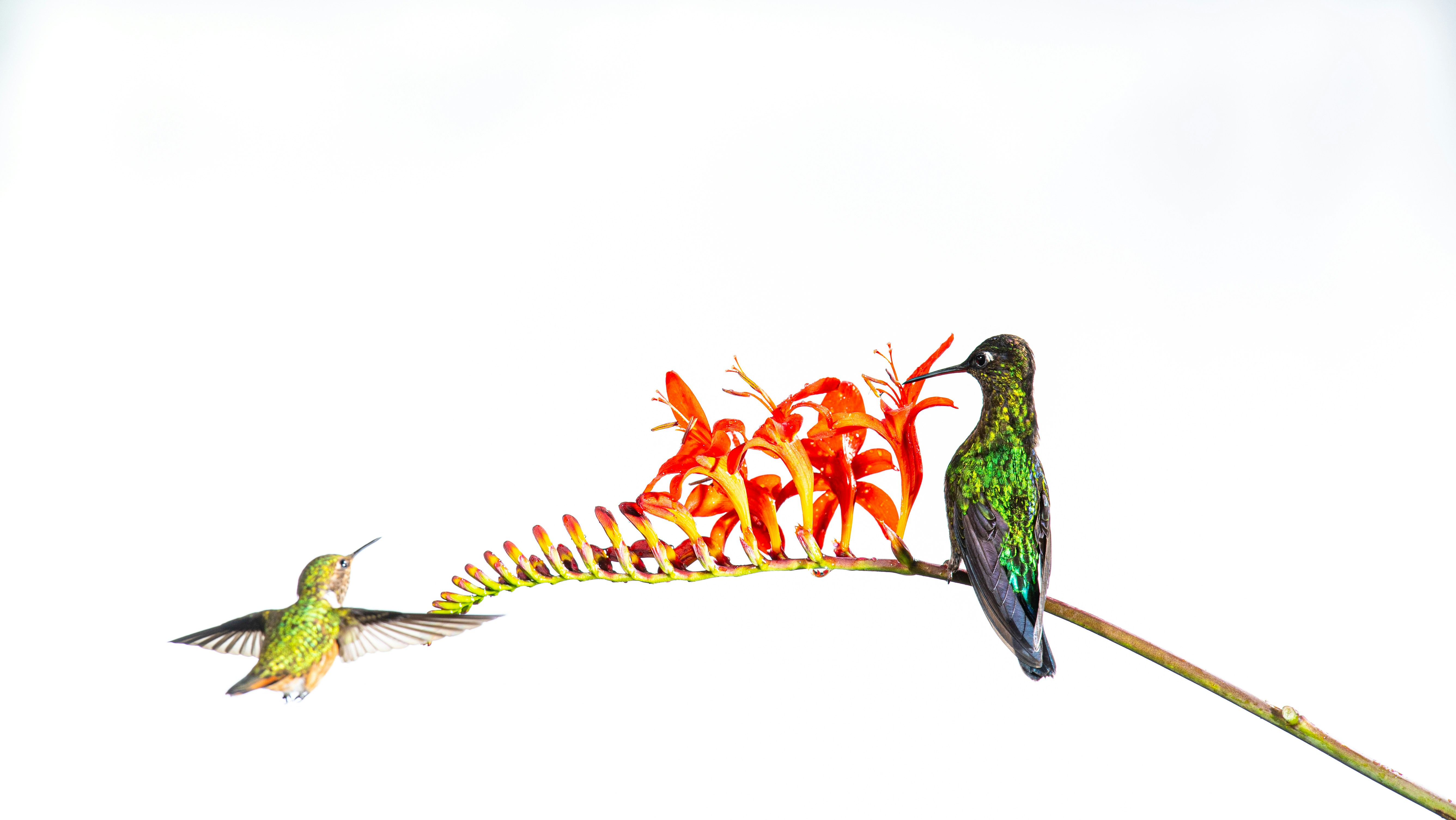 a couple of birds sitting on top of a flower