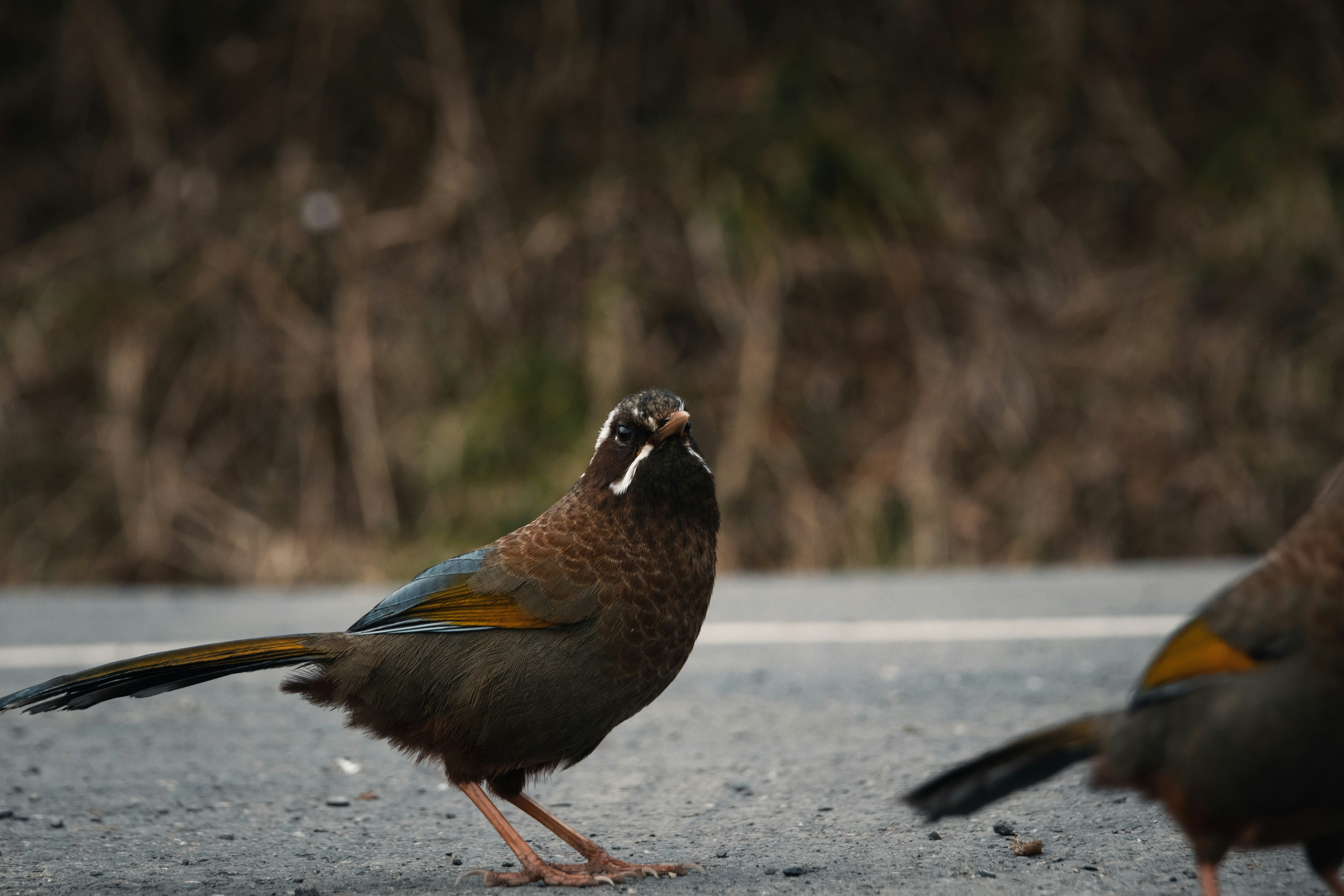 Roadside Sentinel: A lone songbird pauses at the road's edge