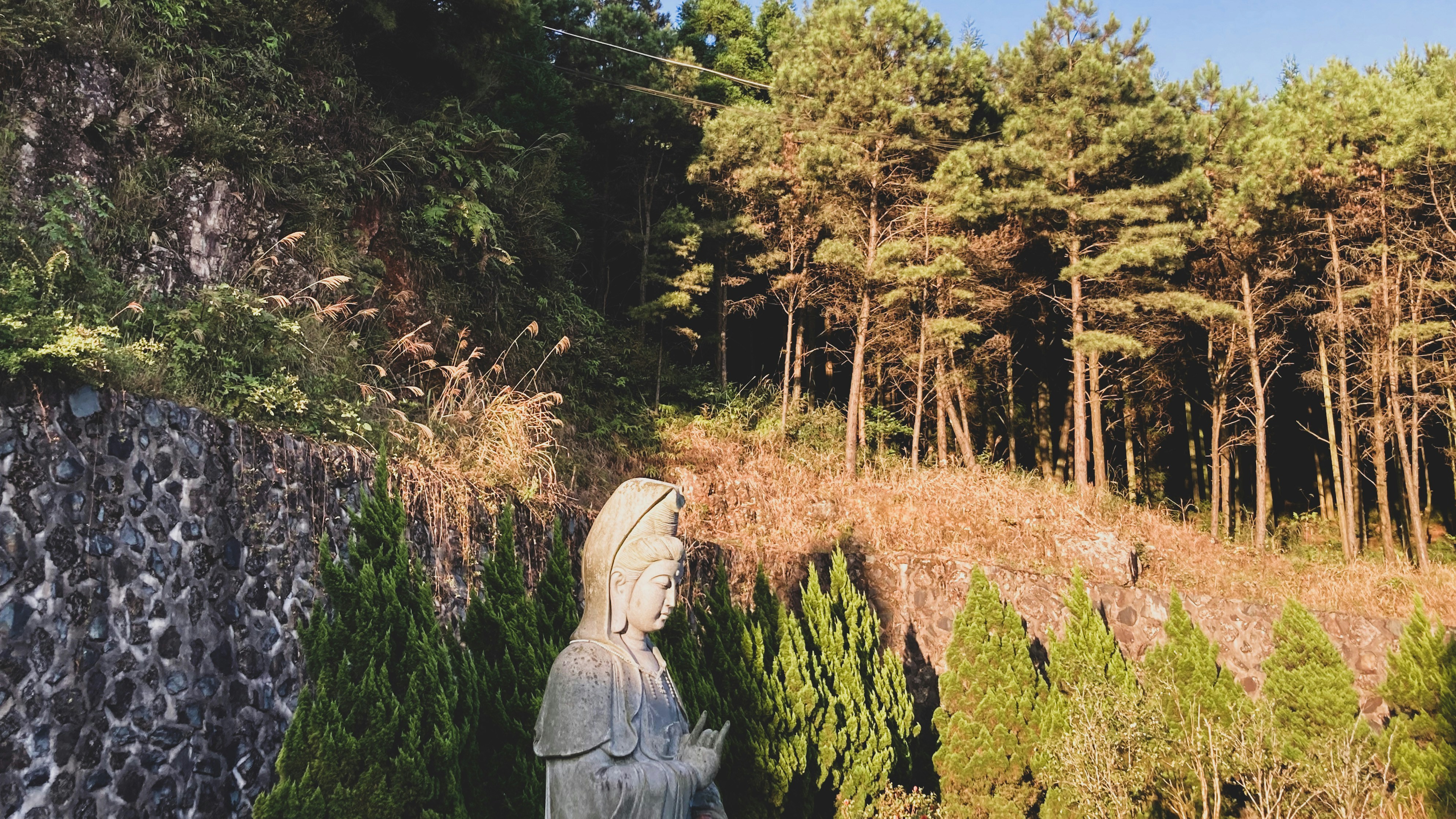 A statue of a person in a forest photo – Free Vegetation Image on Unsplash