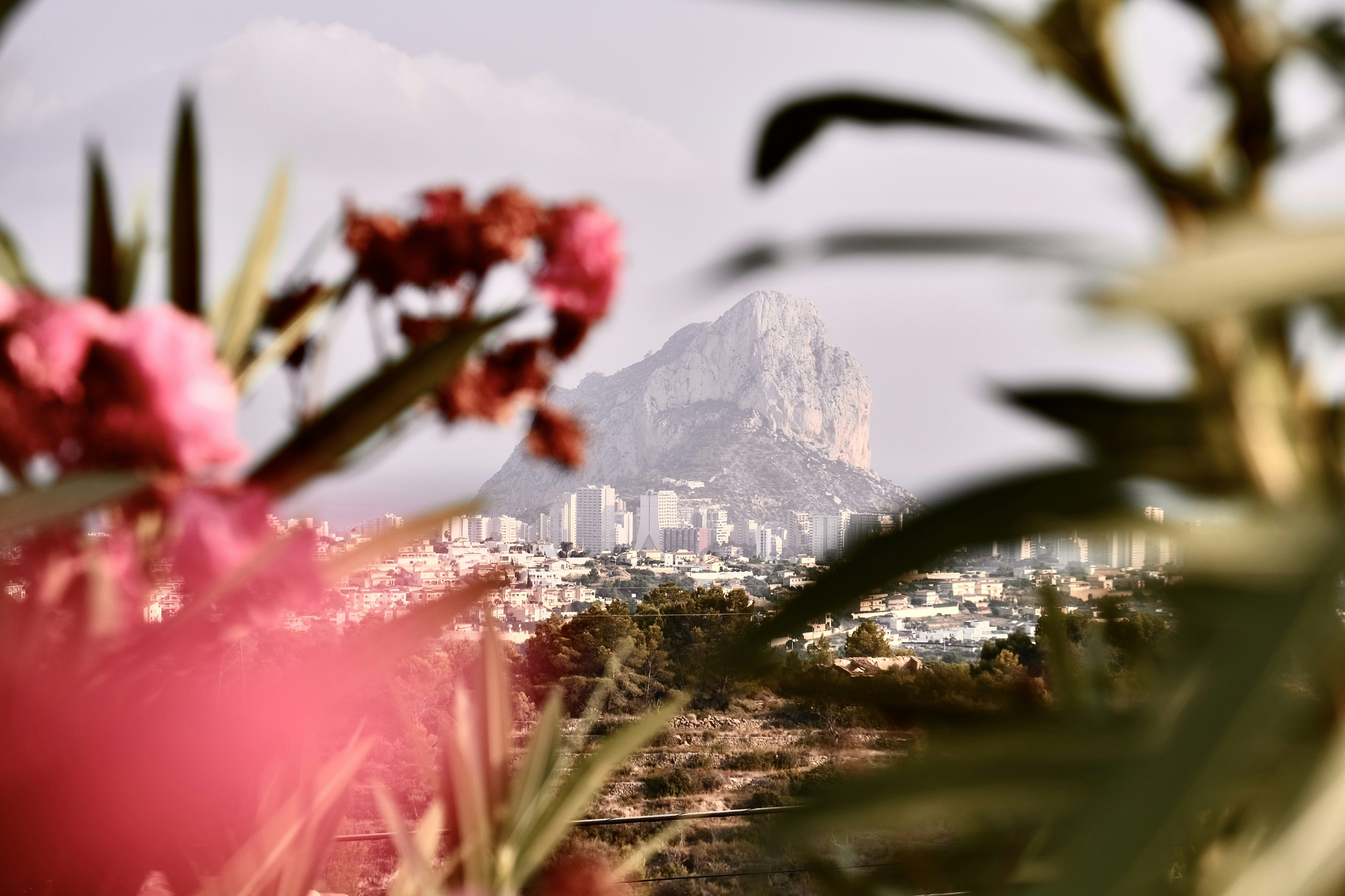 Civic Peak through a Floral Frame
