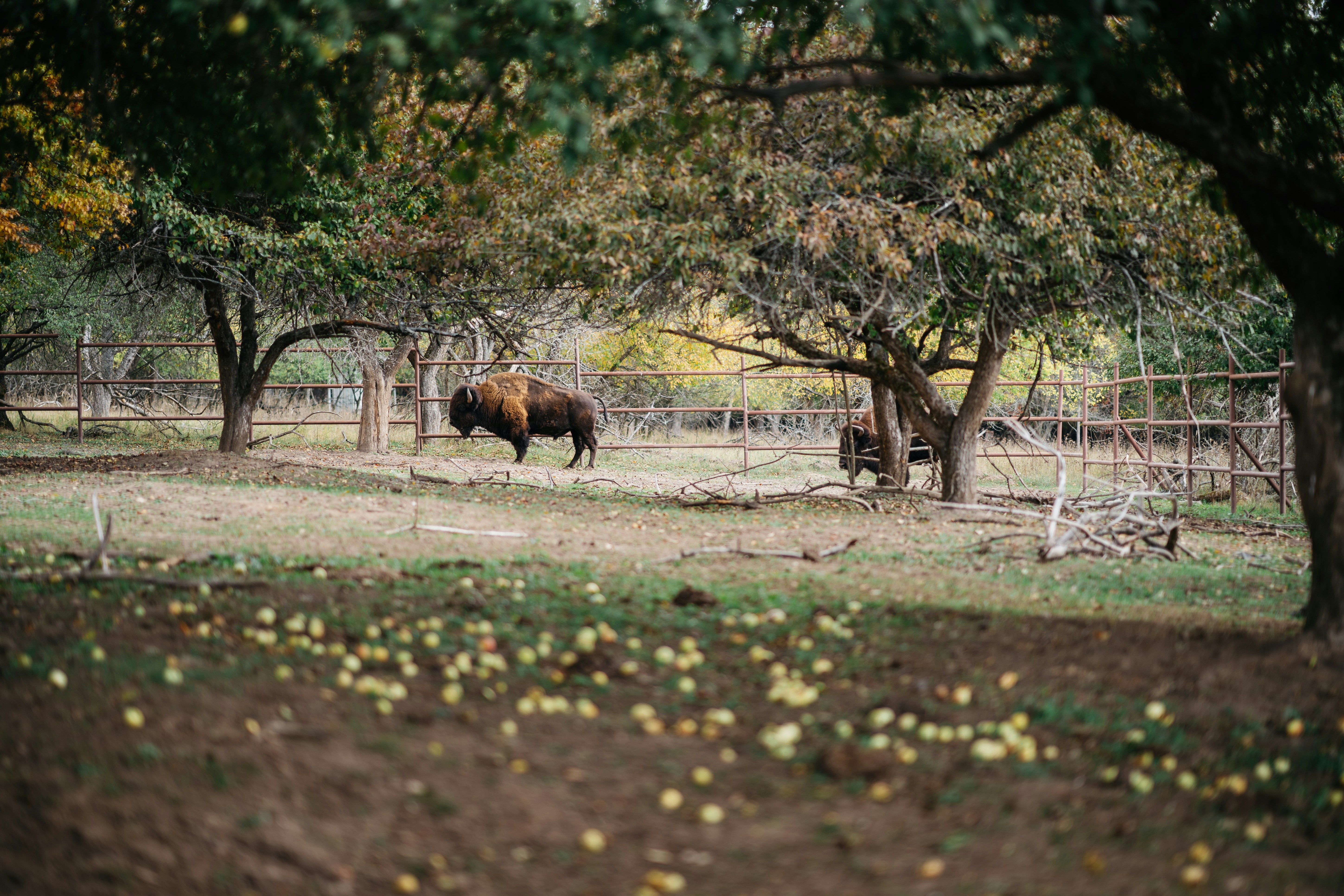 Un bison dans une zone clôturée entourée d’arbres photo – Image ...