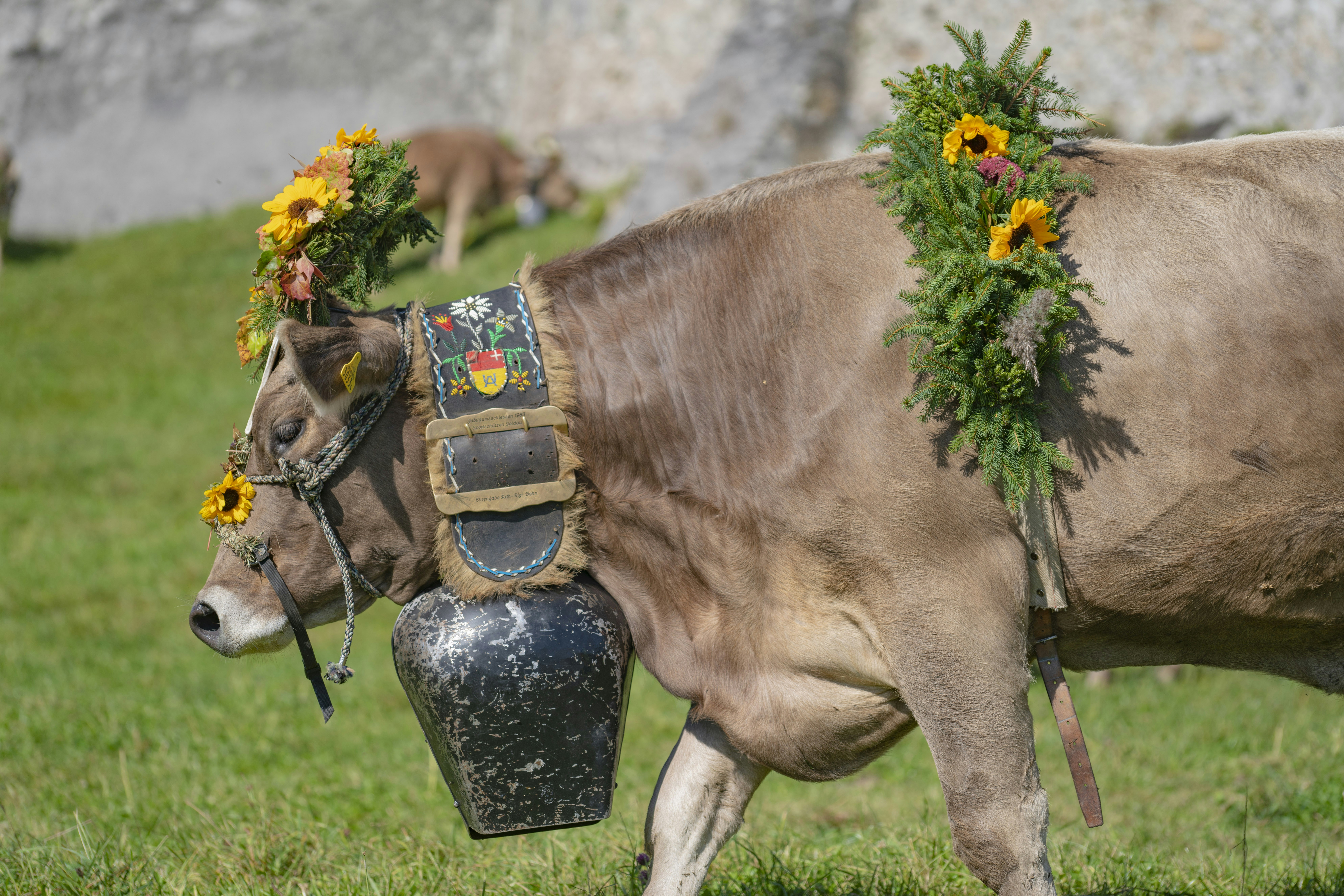 Sunflower-Crowned Donkey Parade Across a Green Meadow