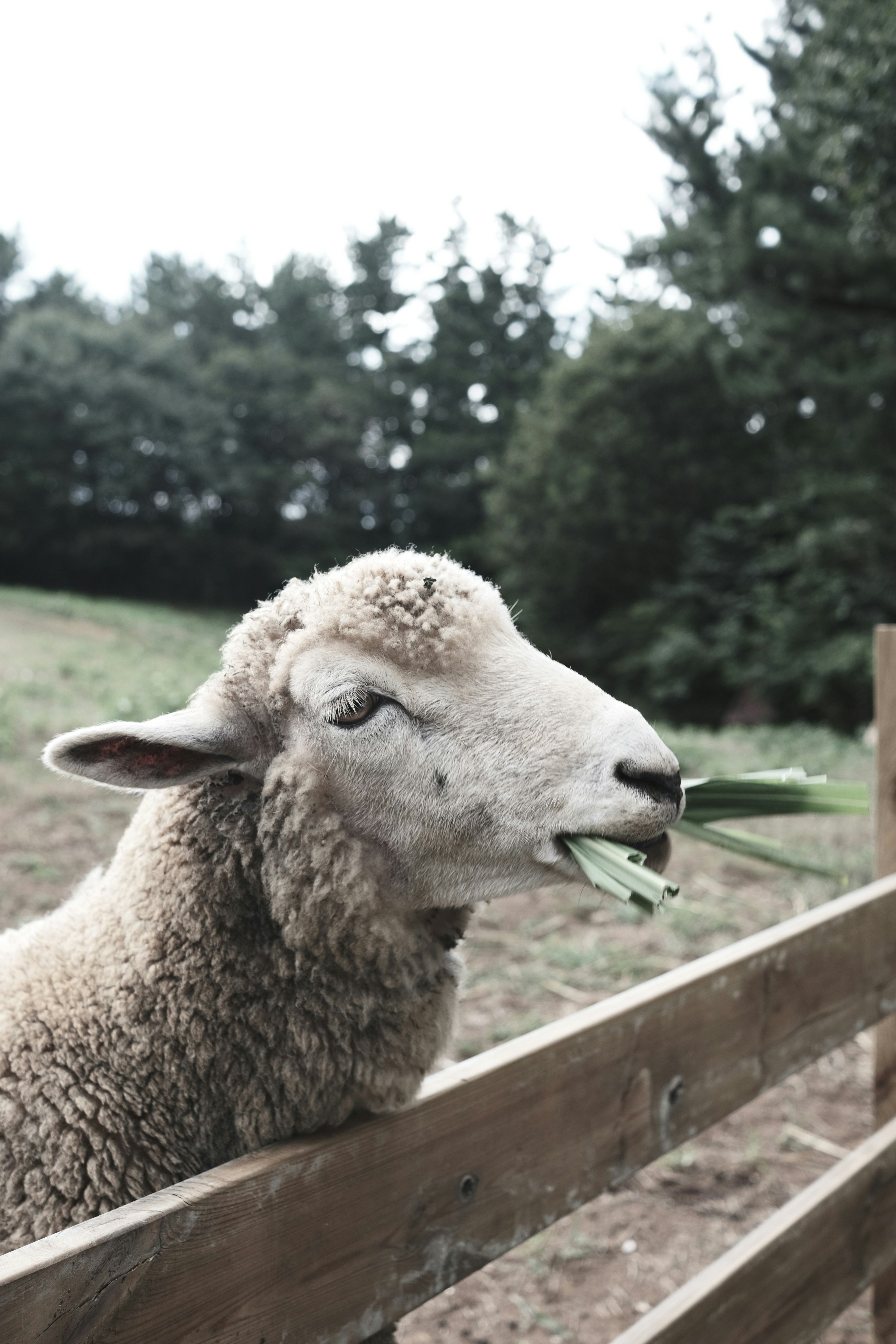 Fence-Grazed Moment: A Sheep's Quiet Snack in Soft Light