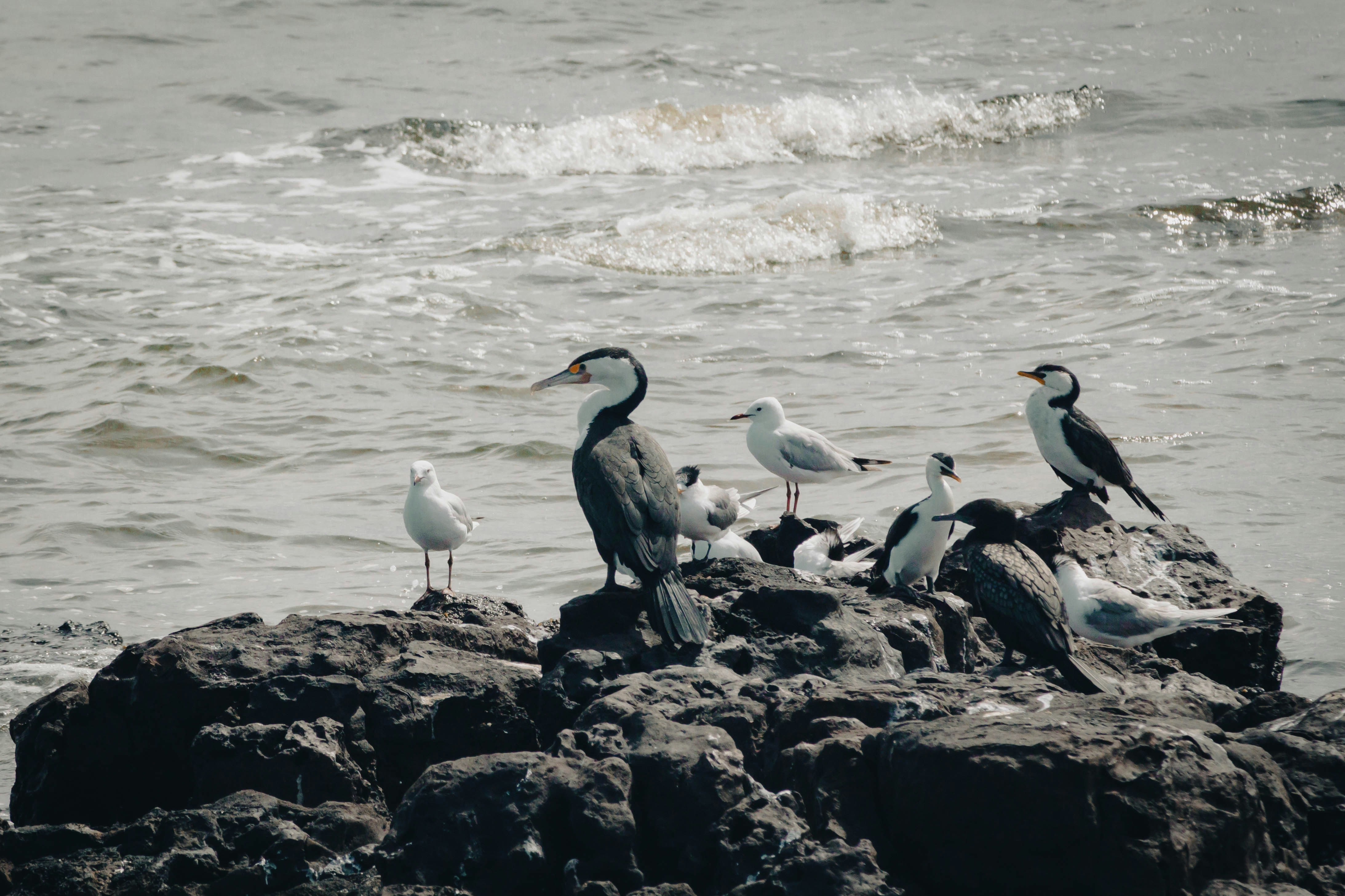 Cormorants and seagulls congregate on rocky shoreline, surrounded by gentle waves and a serene coastal backdrop.