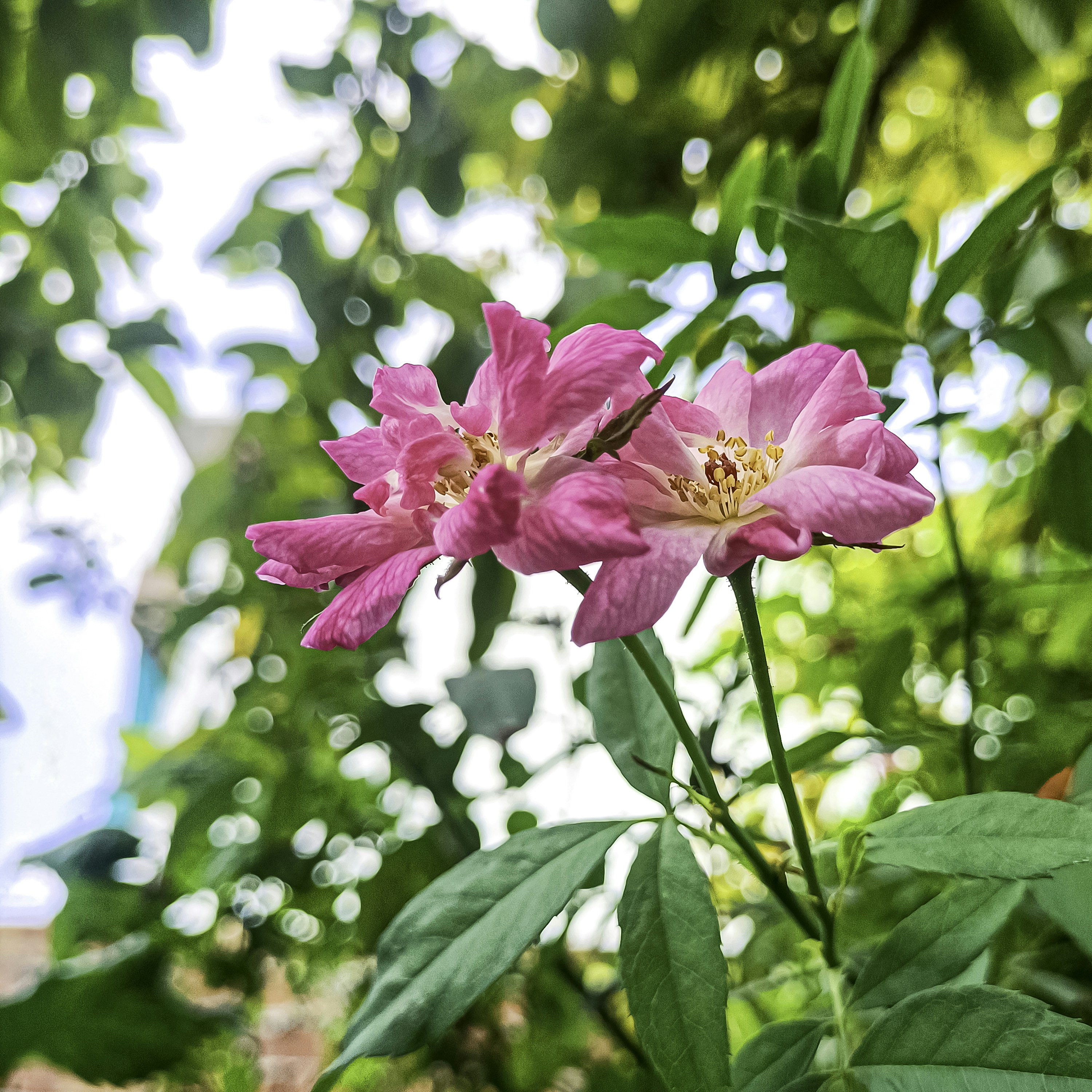 Bright pink rose blossoms in a sunlit garden with lush green leaves; shallow depth of field emphasizes the petals while background leaves create soft bokeh.