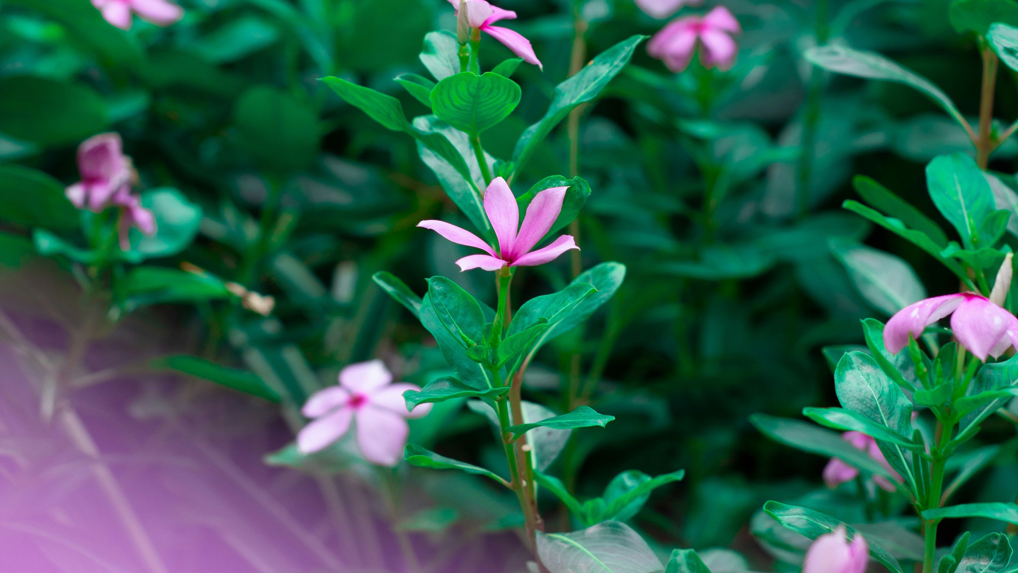 Pink Blooms in a Quiet Green Verge