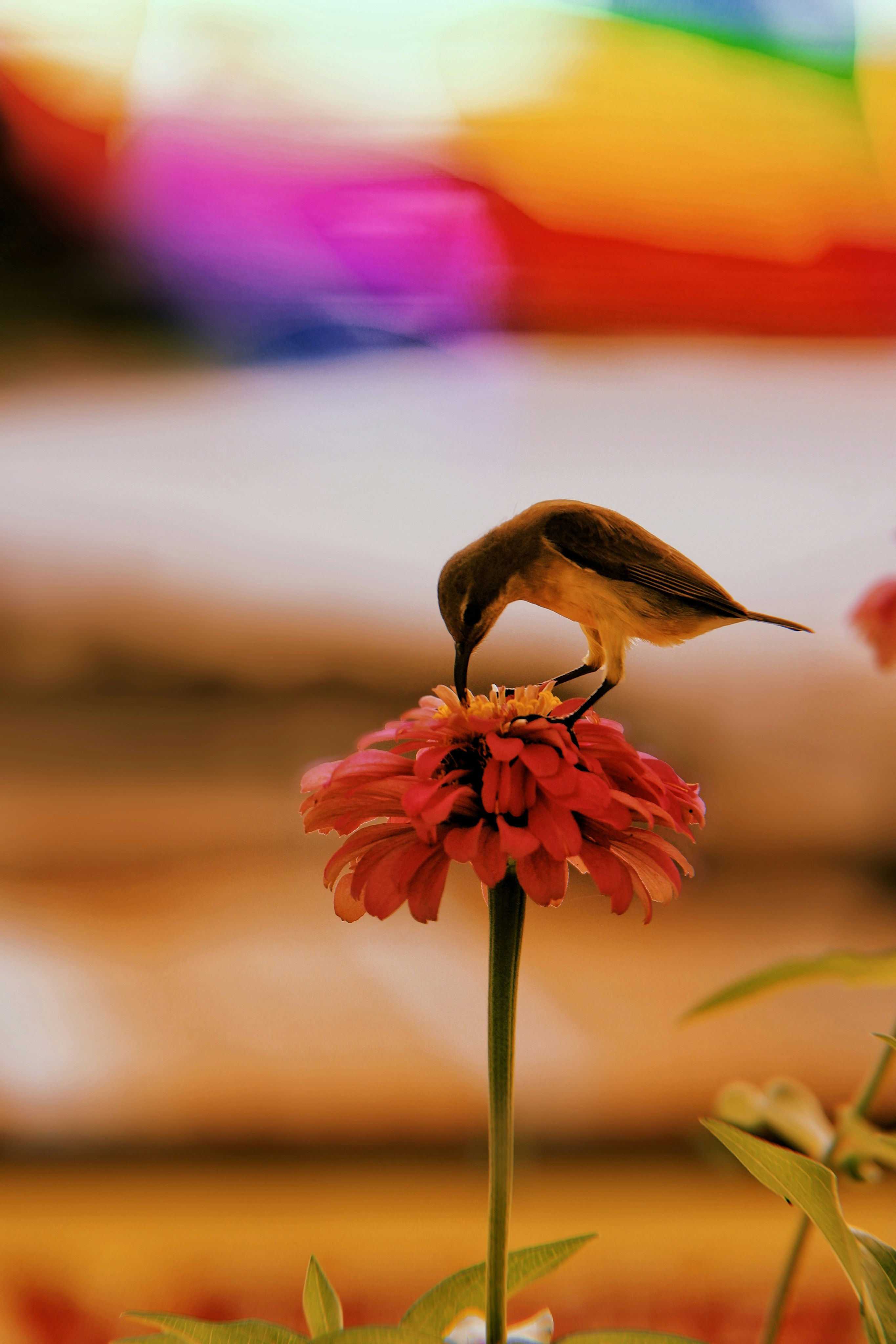 A small bird delicately feeds on a vibrant pink flower, set against a softly blurred colorful background.
