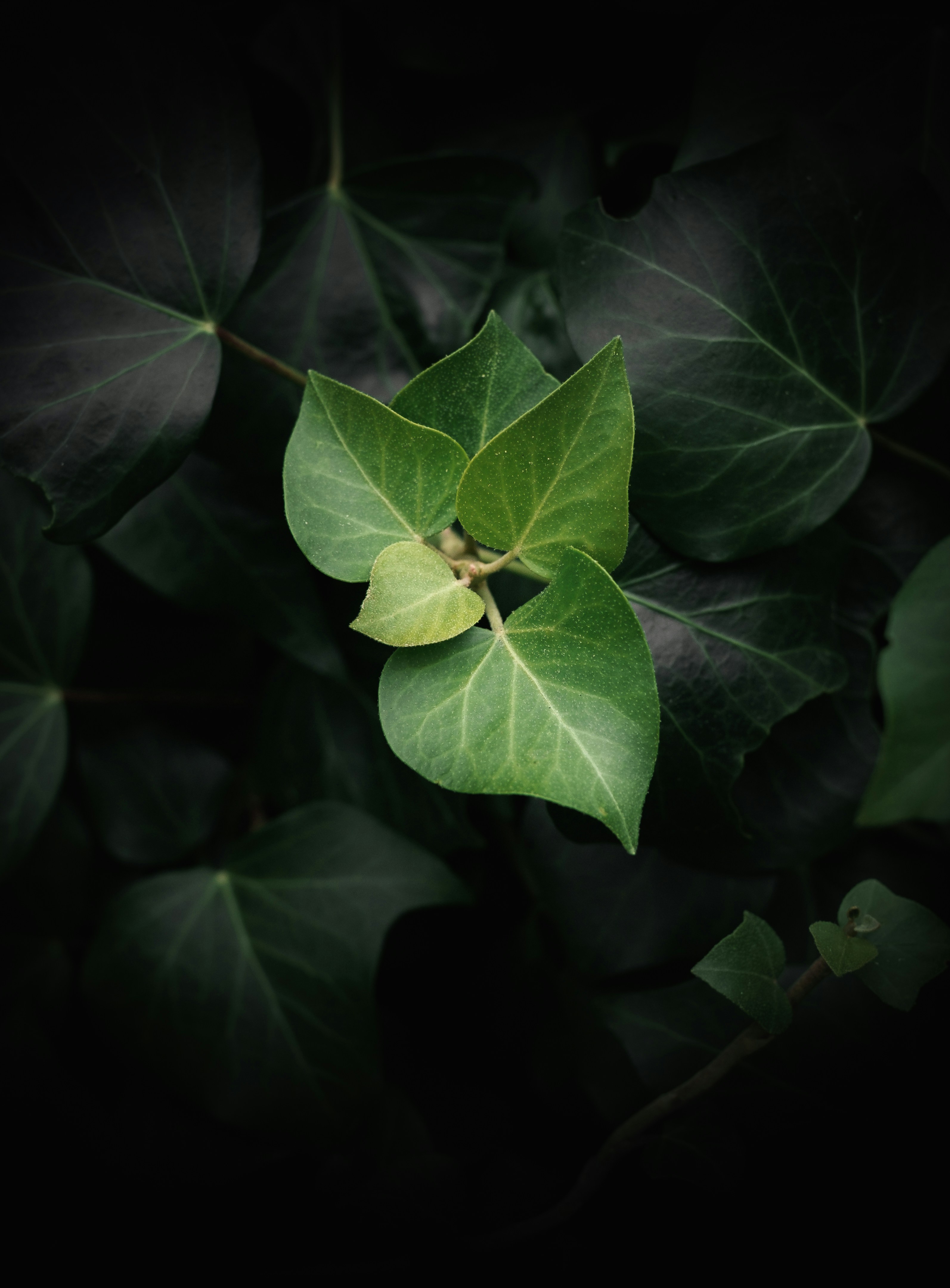 A close up of a green leaf on a plant photo – Free Nature background ...