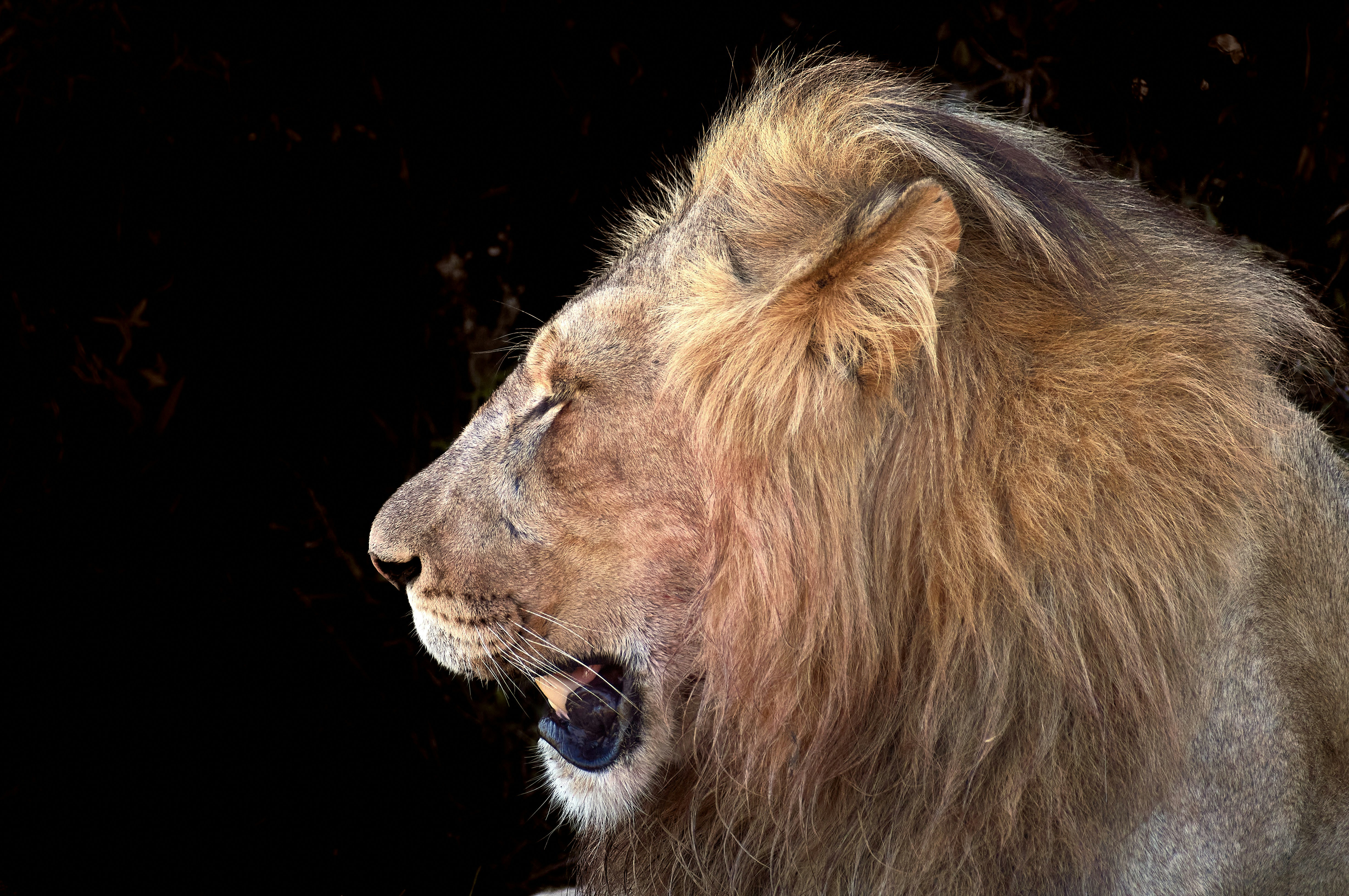 Sunlit Crown: a lion's profile etched in shadow