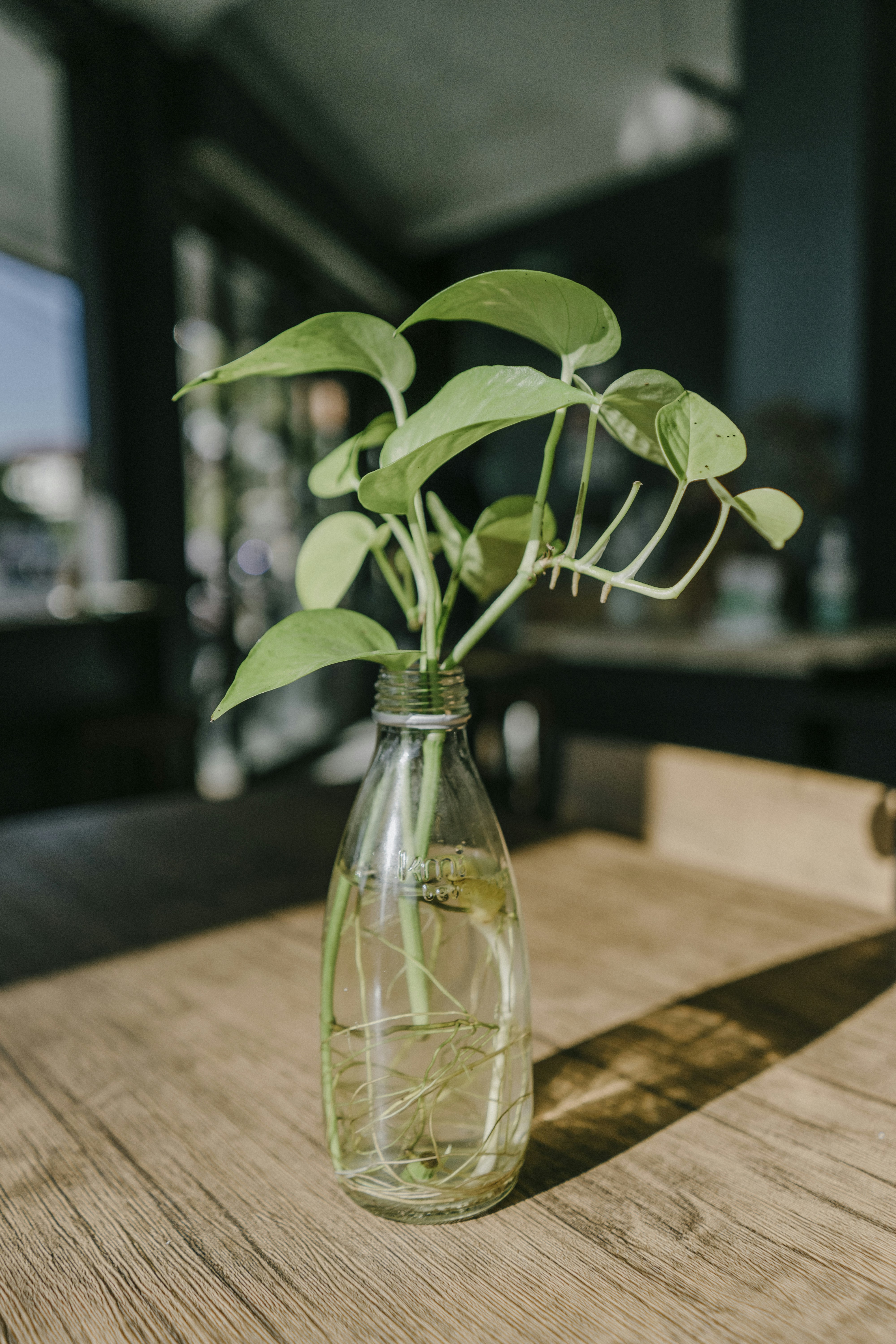Vessel of Green: a glass-bottle centerpiece on sunlit wood