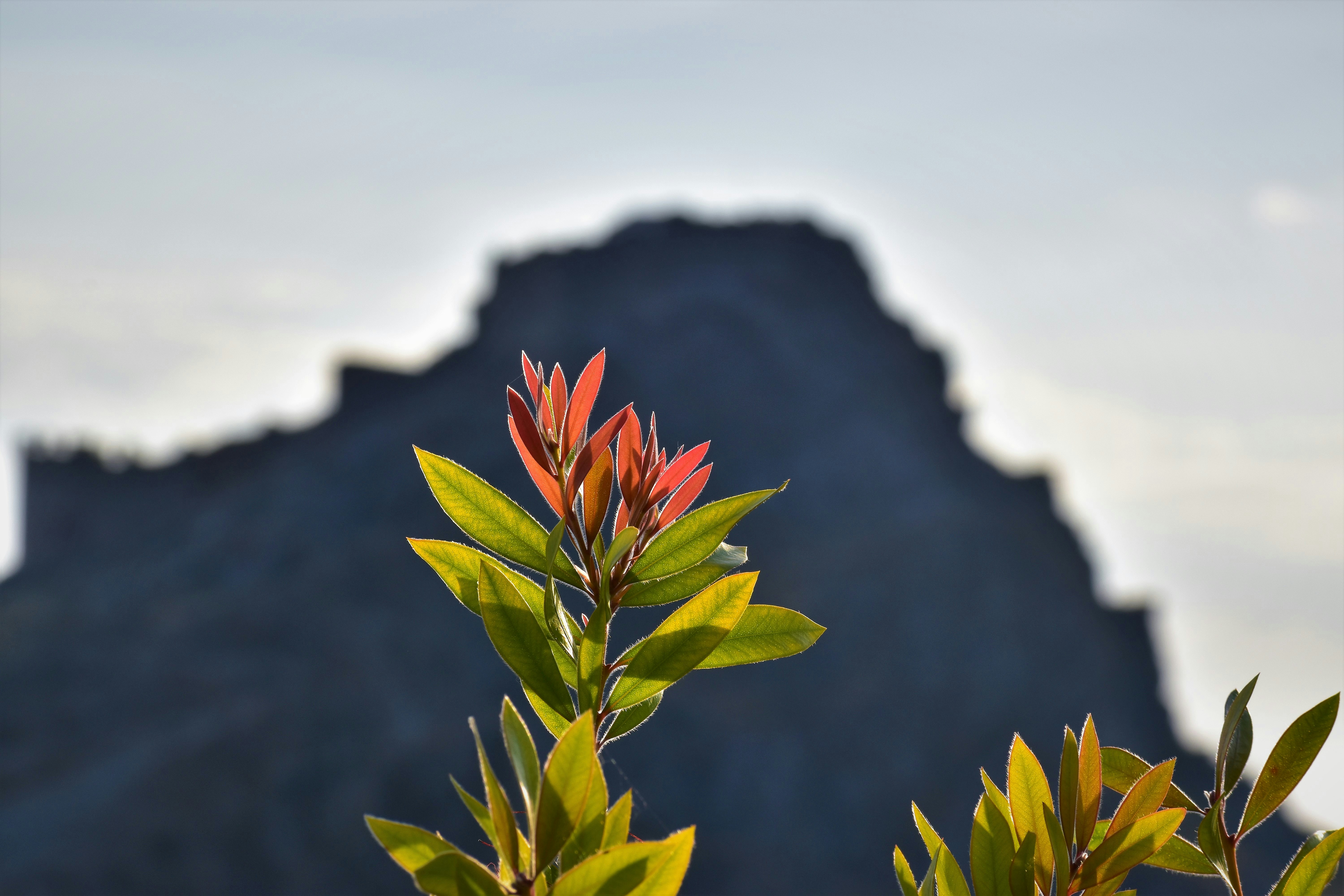 a plant with red and green leaves in front of a mountain