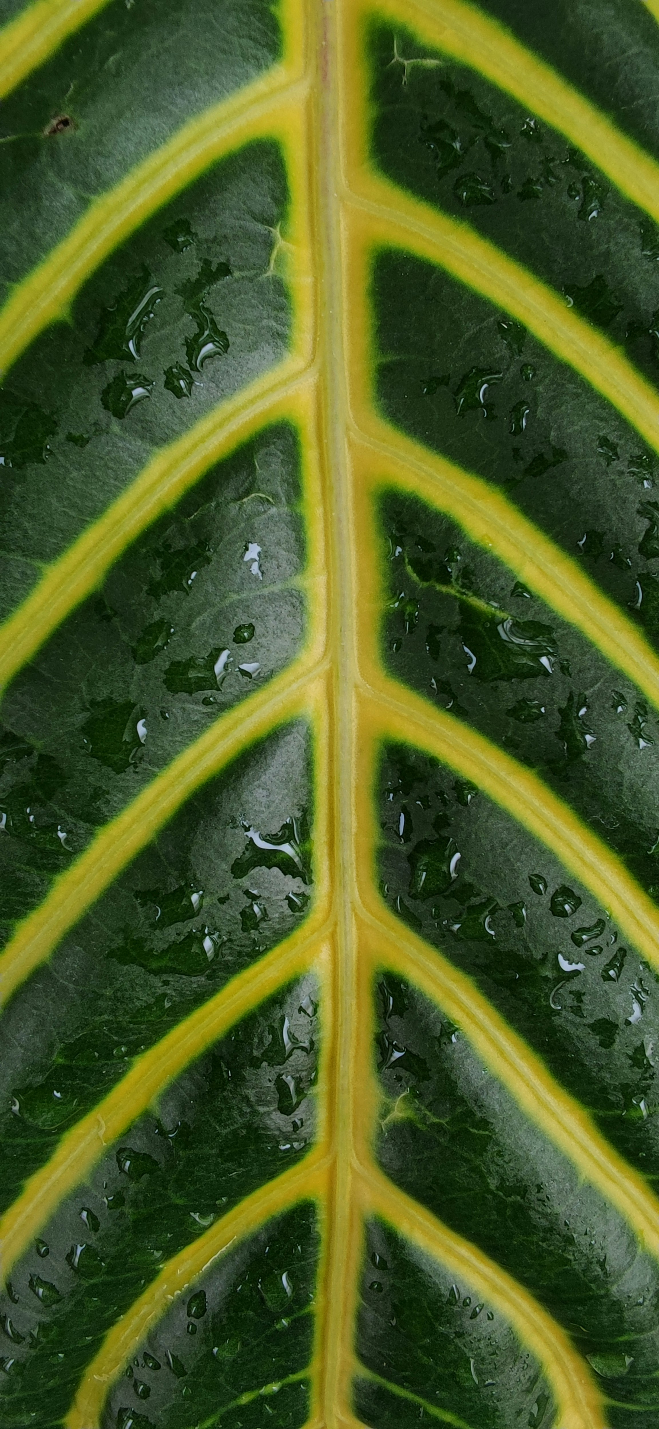 Close-up of a vibrant green leaf showcasing intricate vein patterns and droplets of water. The leaf's yellow margins enhance its natural beauty.