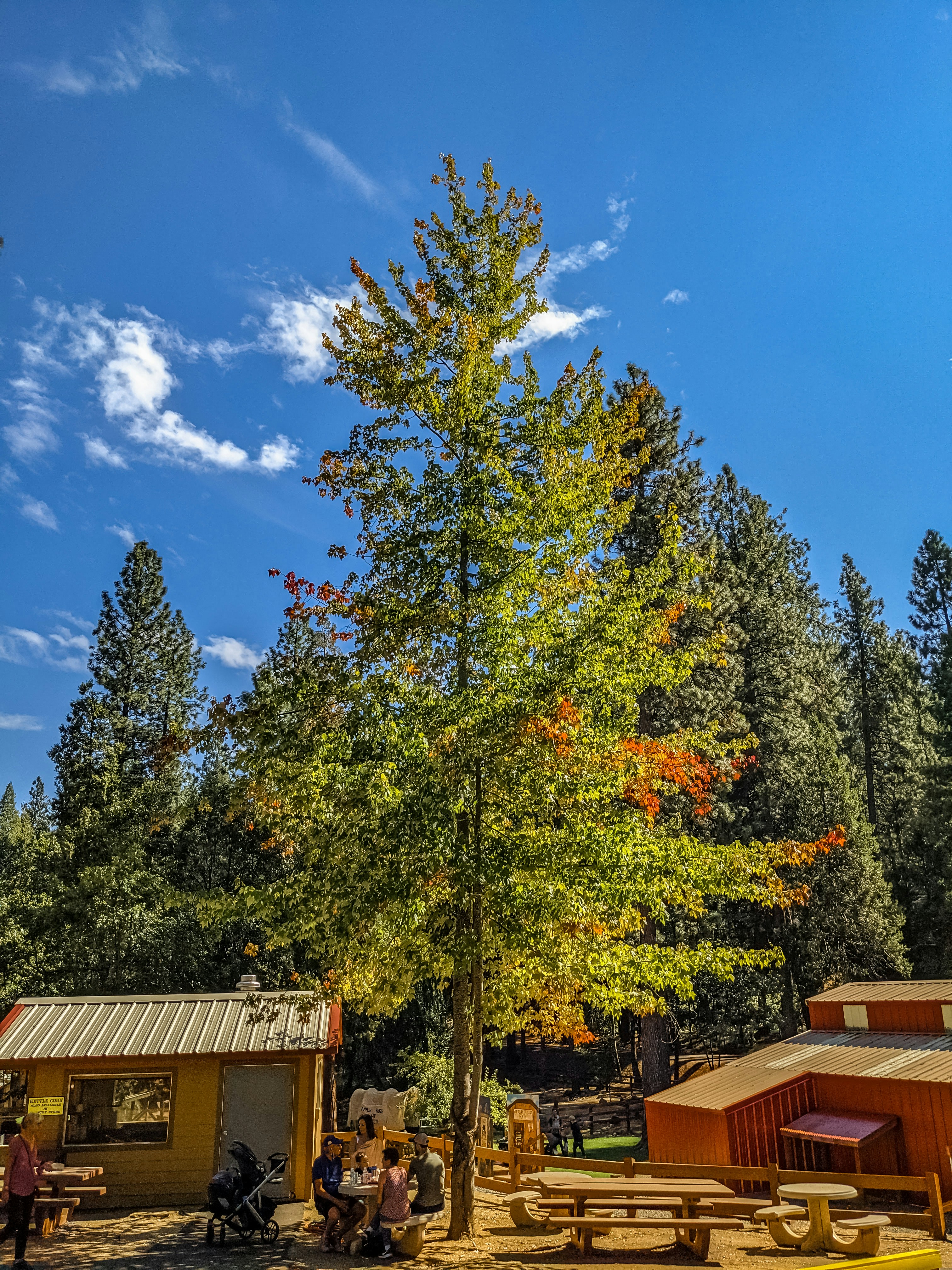 Un groupe de personnes assises à des tables de pique-sous un arbre ...