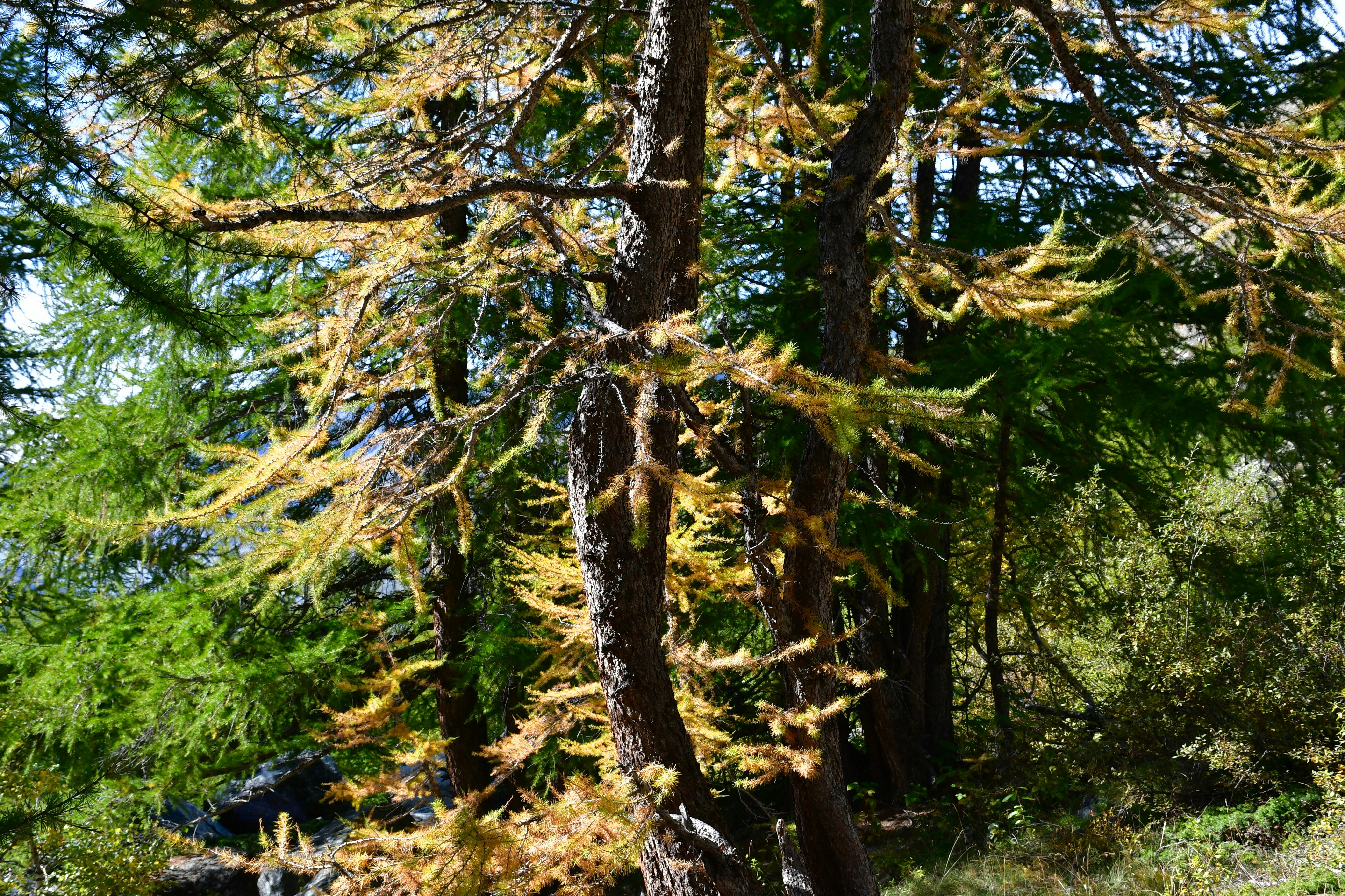 a large tree in the middle of a forest