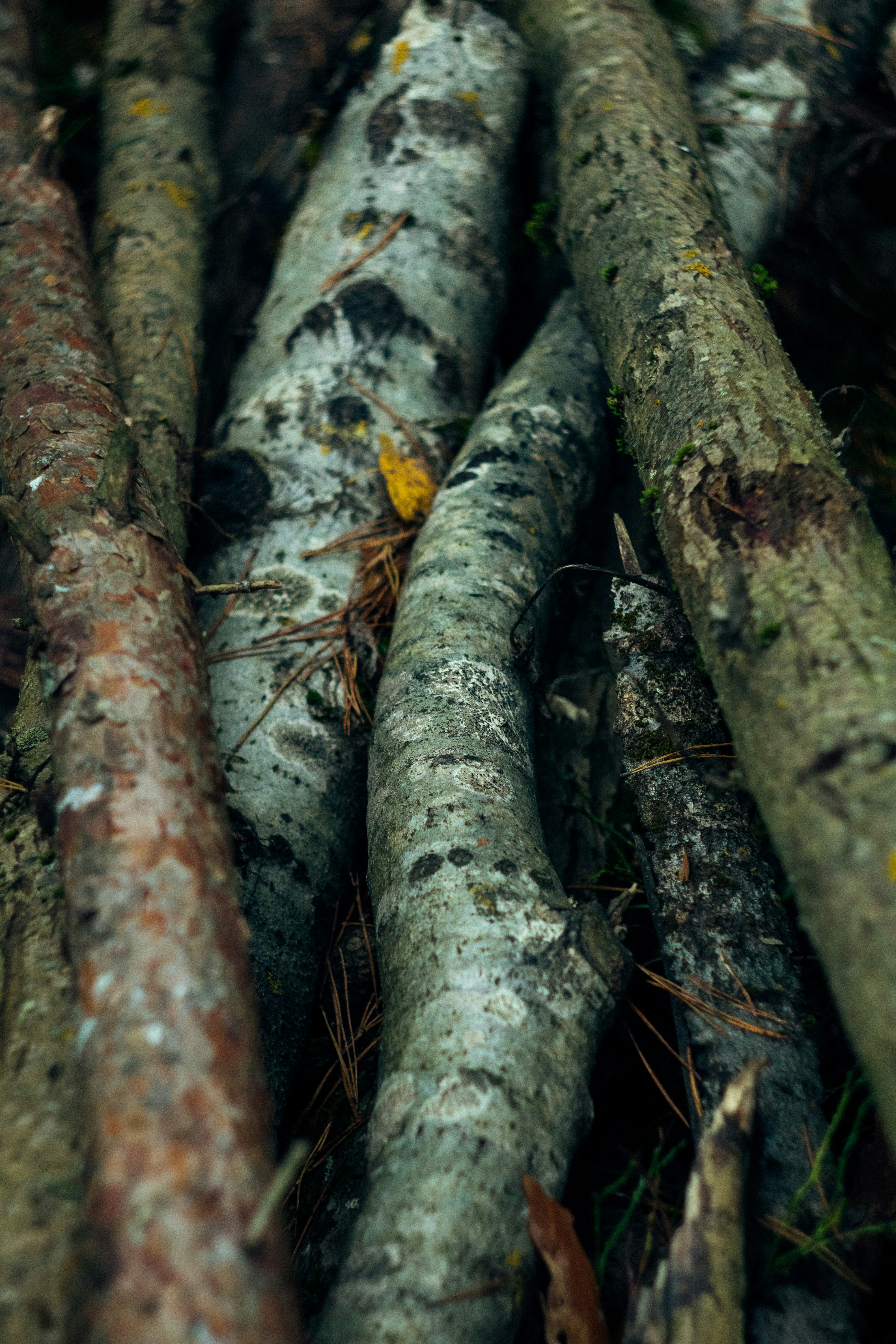 Birch Log Mosaic: Close-Up Texture of Bark, Moss, and Forest Debris
