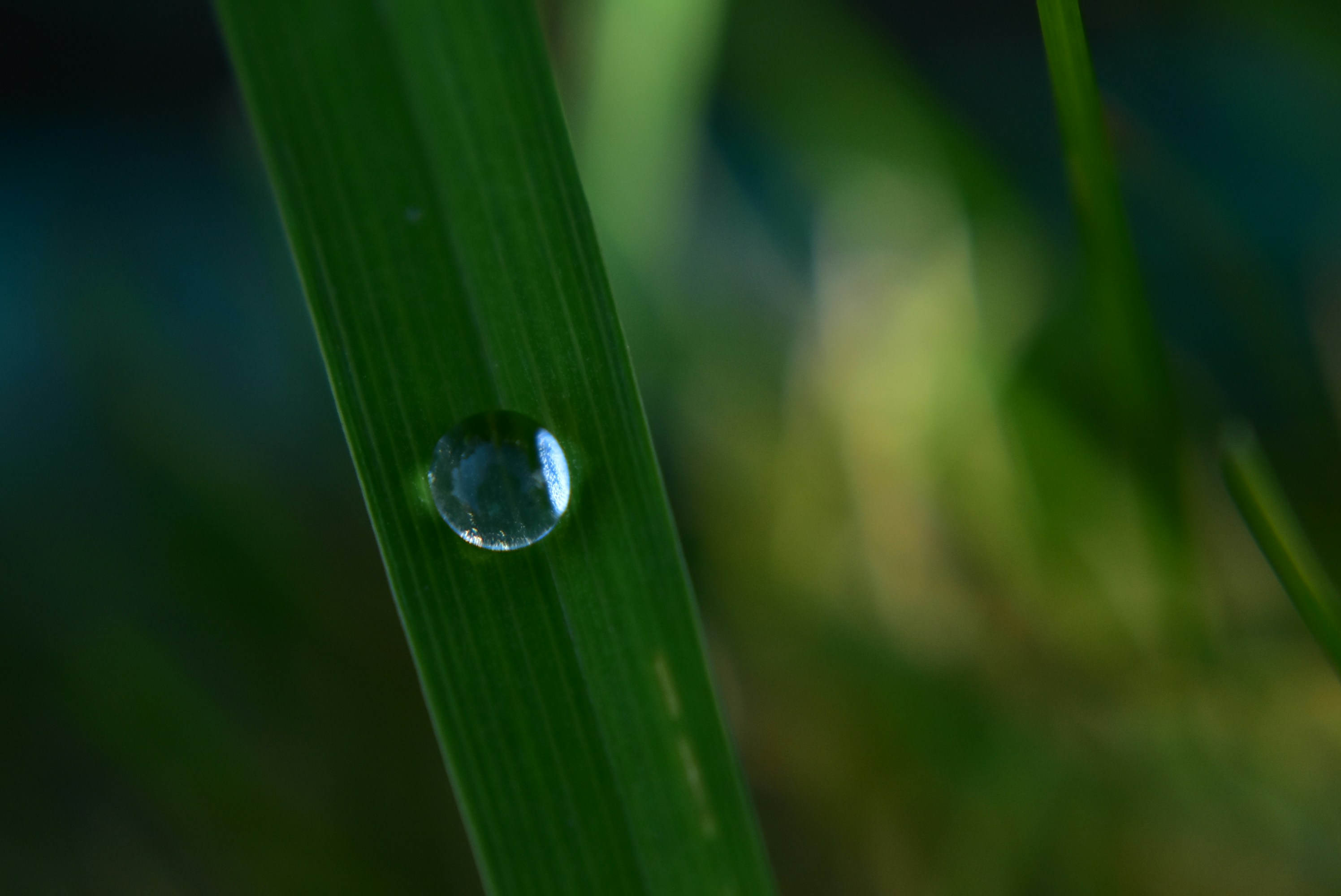 A drop of water on a green blade of grass photo – Free Droplet Image on ...