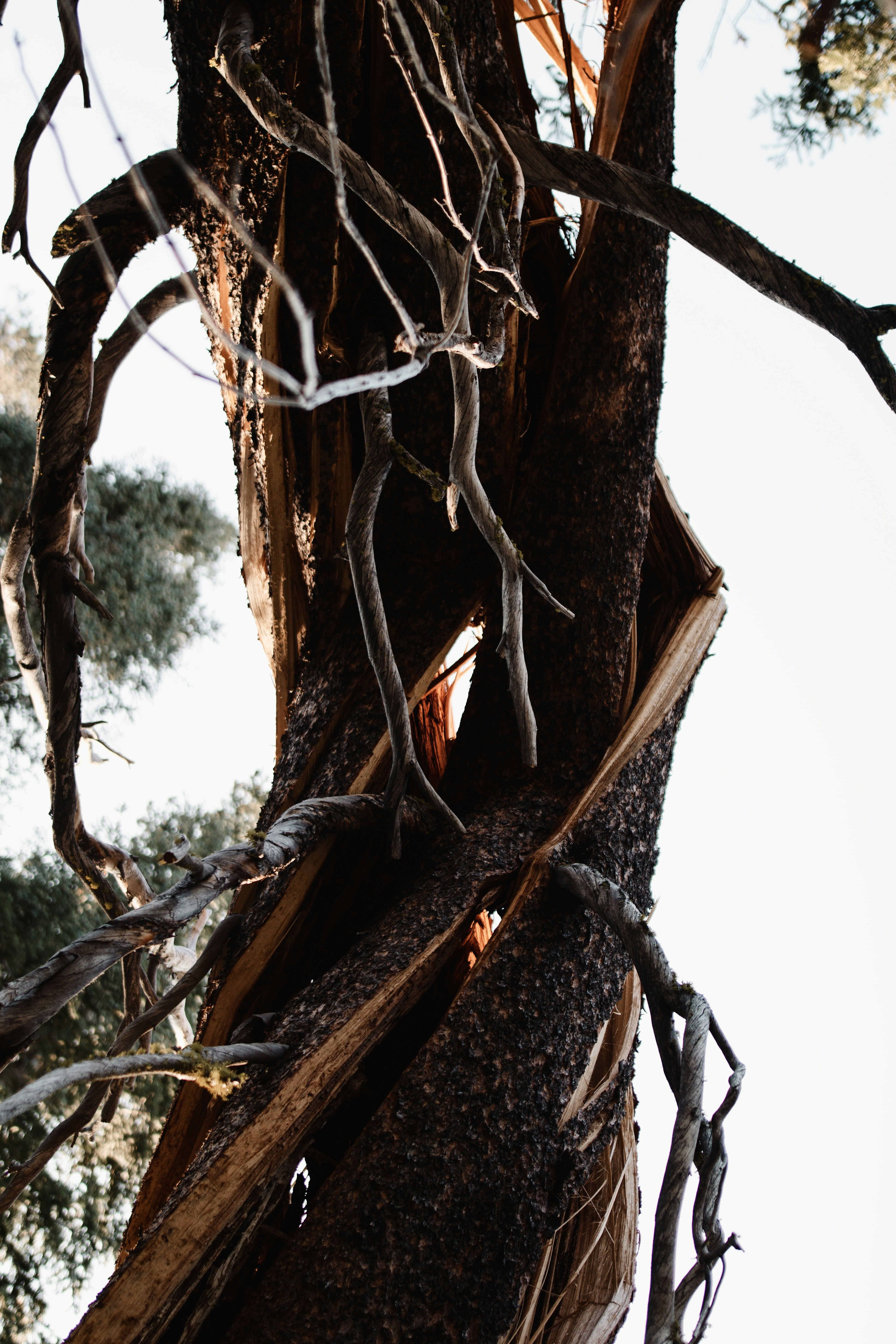 Sunlit Core: A Tree Trunk Wrapped in Weathered Vines