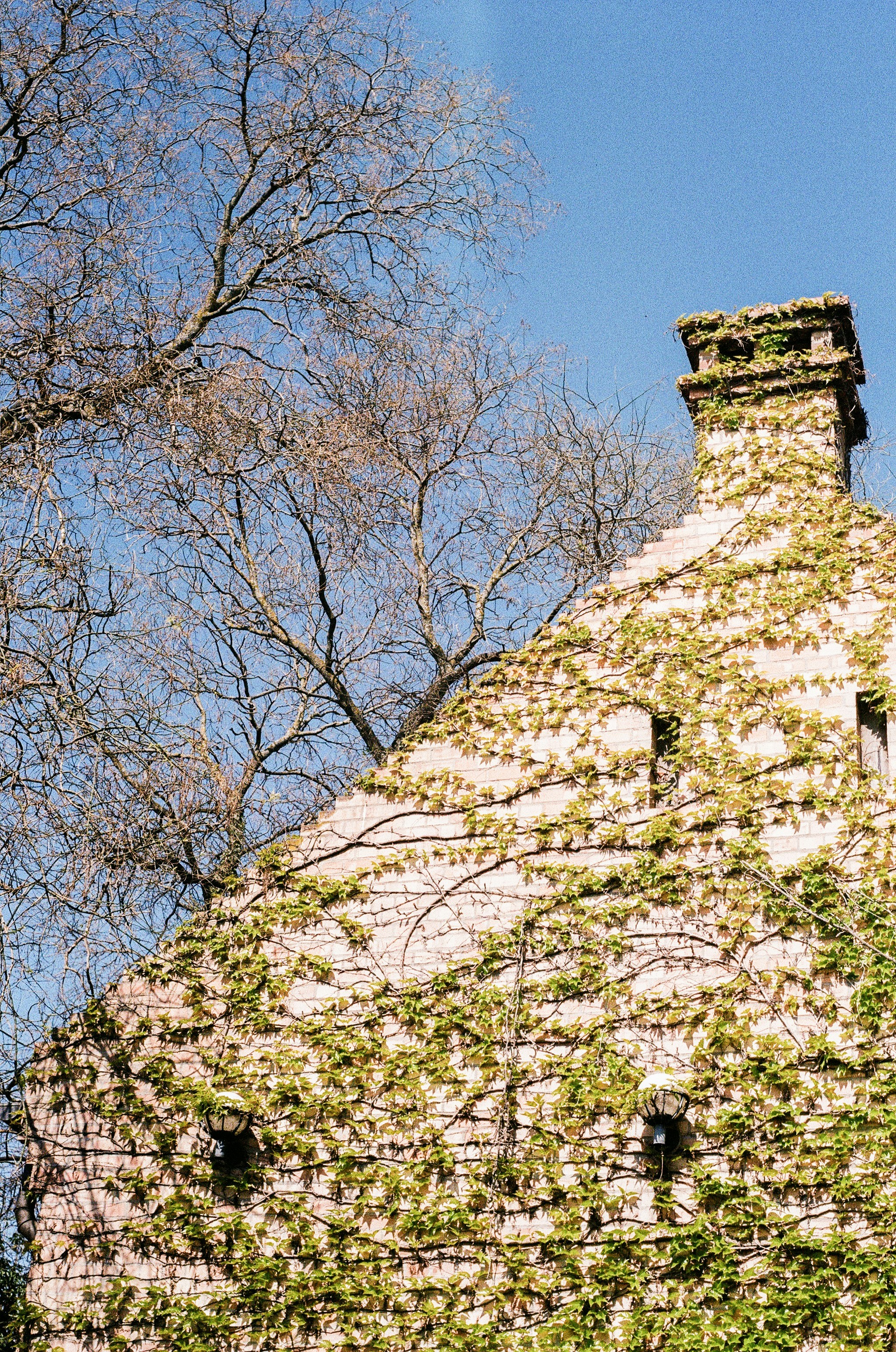 A building with vines growing on the side of it photo – Free Green ...