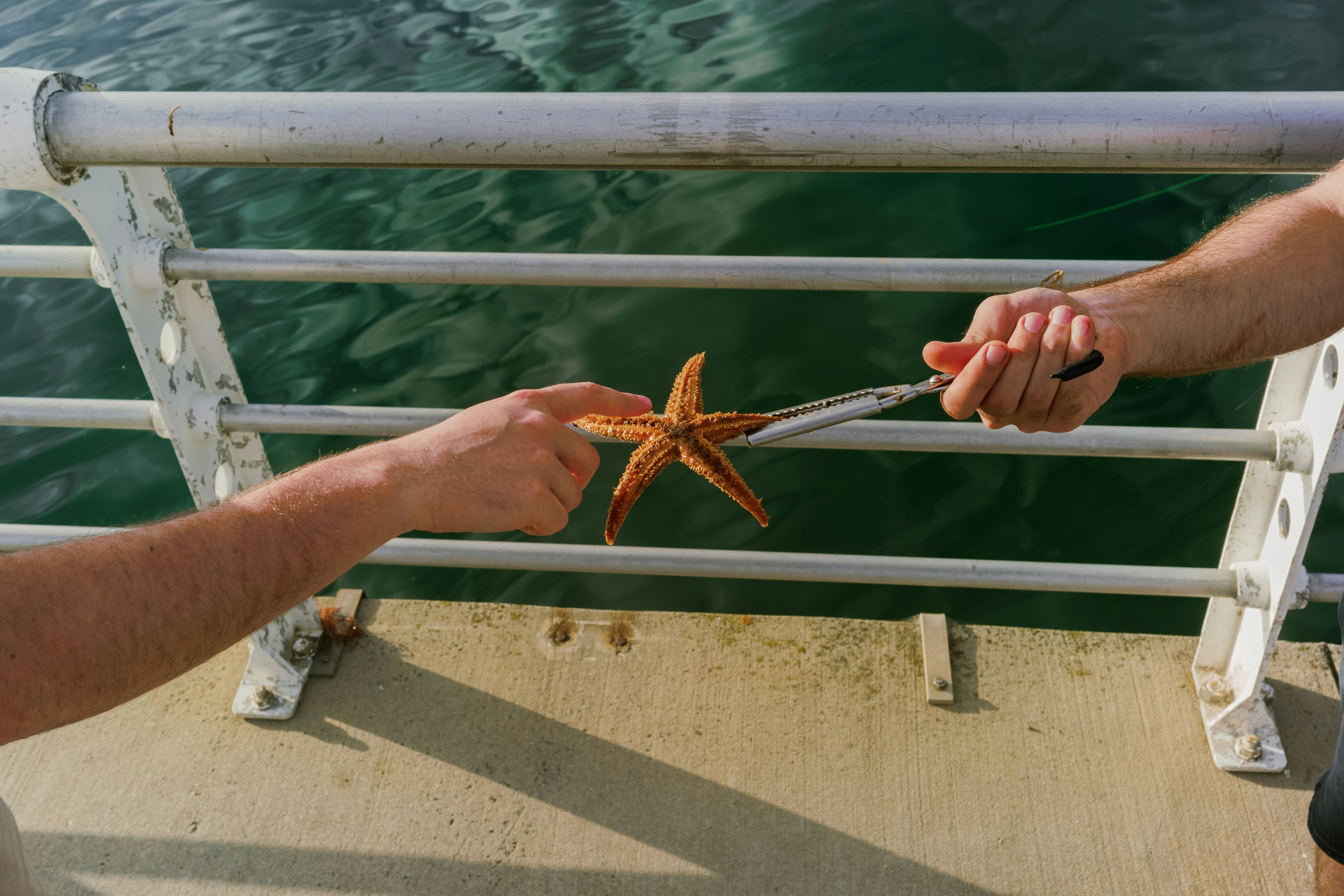 A person handing a starfish to another person photo – Free St kilda vic ...