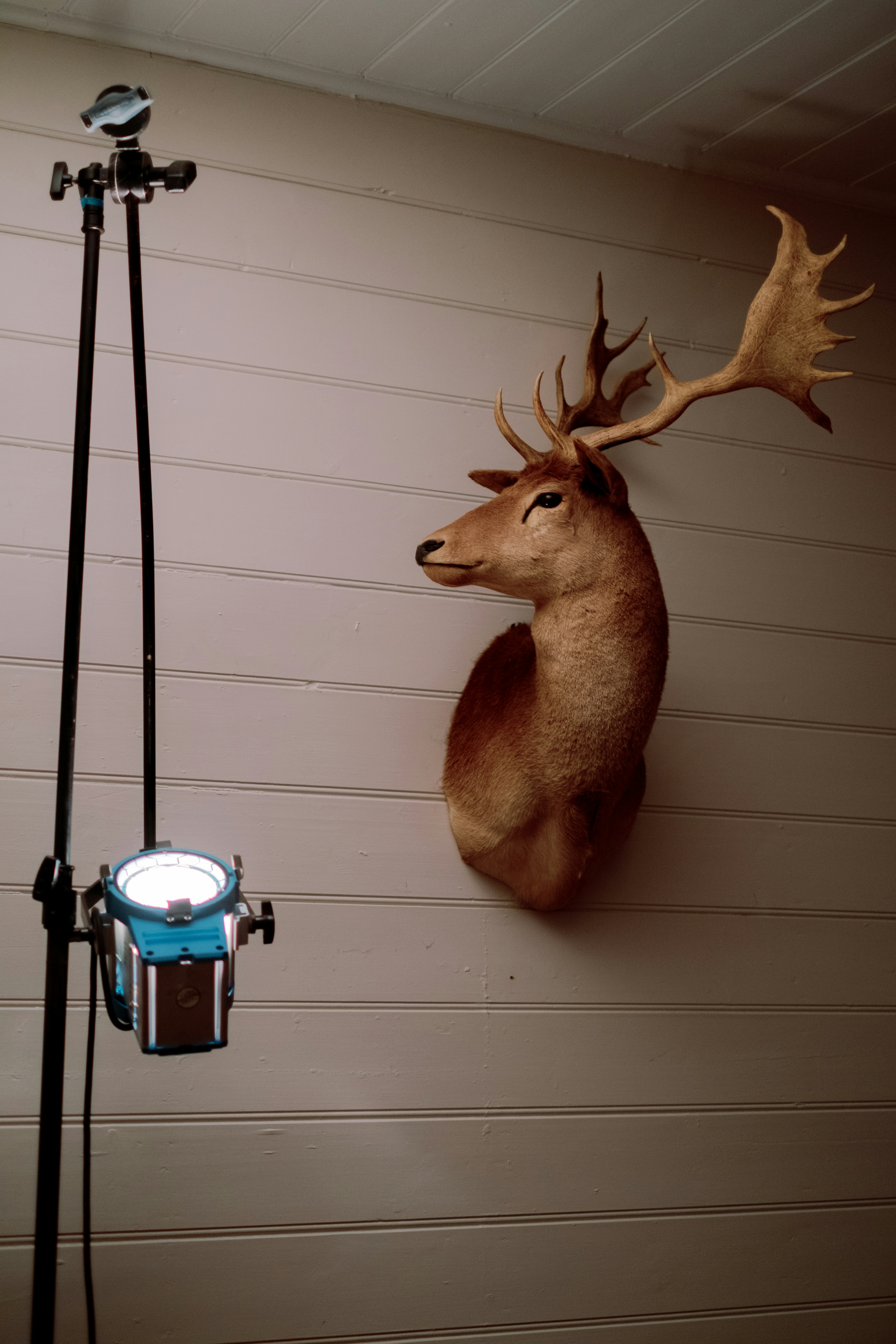 Deer Head Pictures | Download Free Images on Unsplash