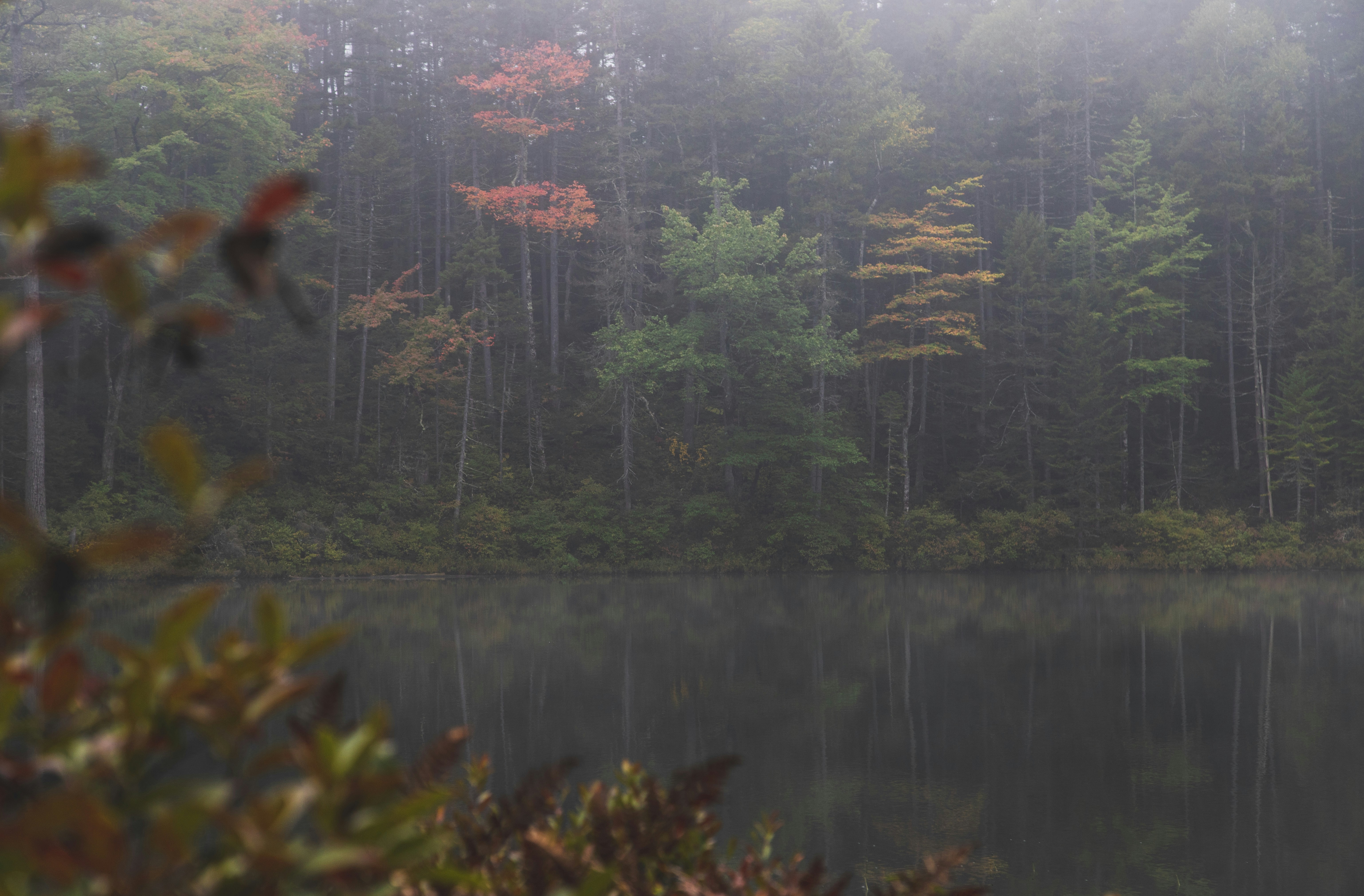 a body of water surrounded by trees in the fog
