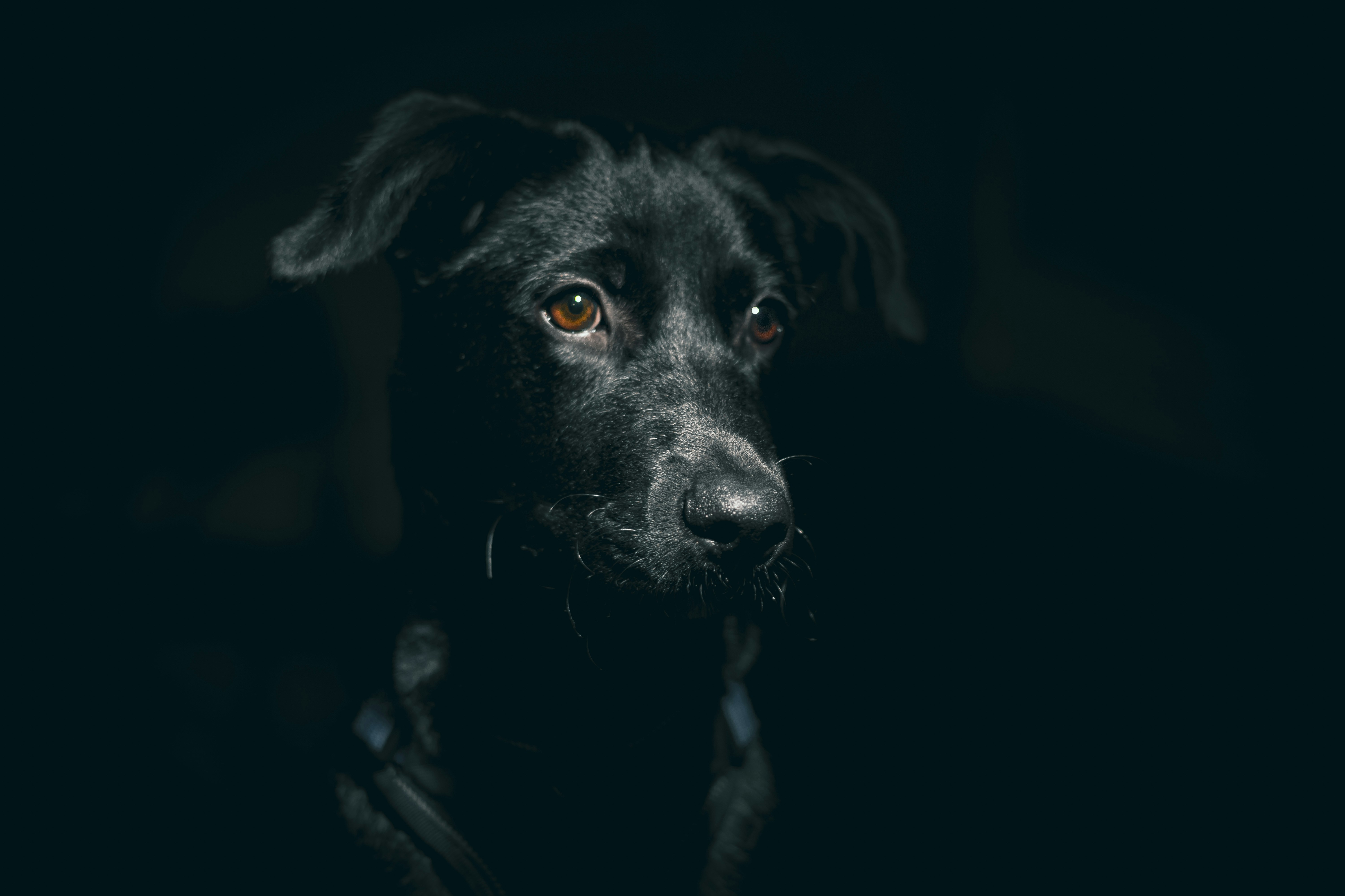 My Marie
João Reguengos