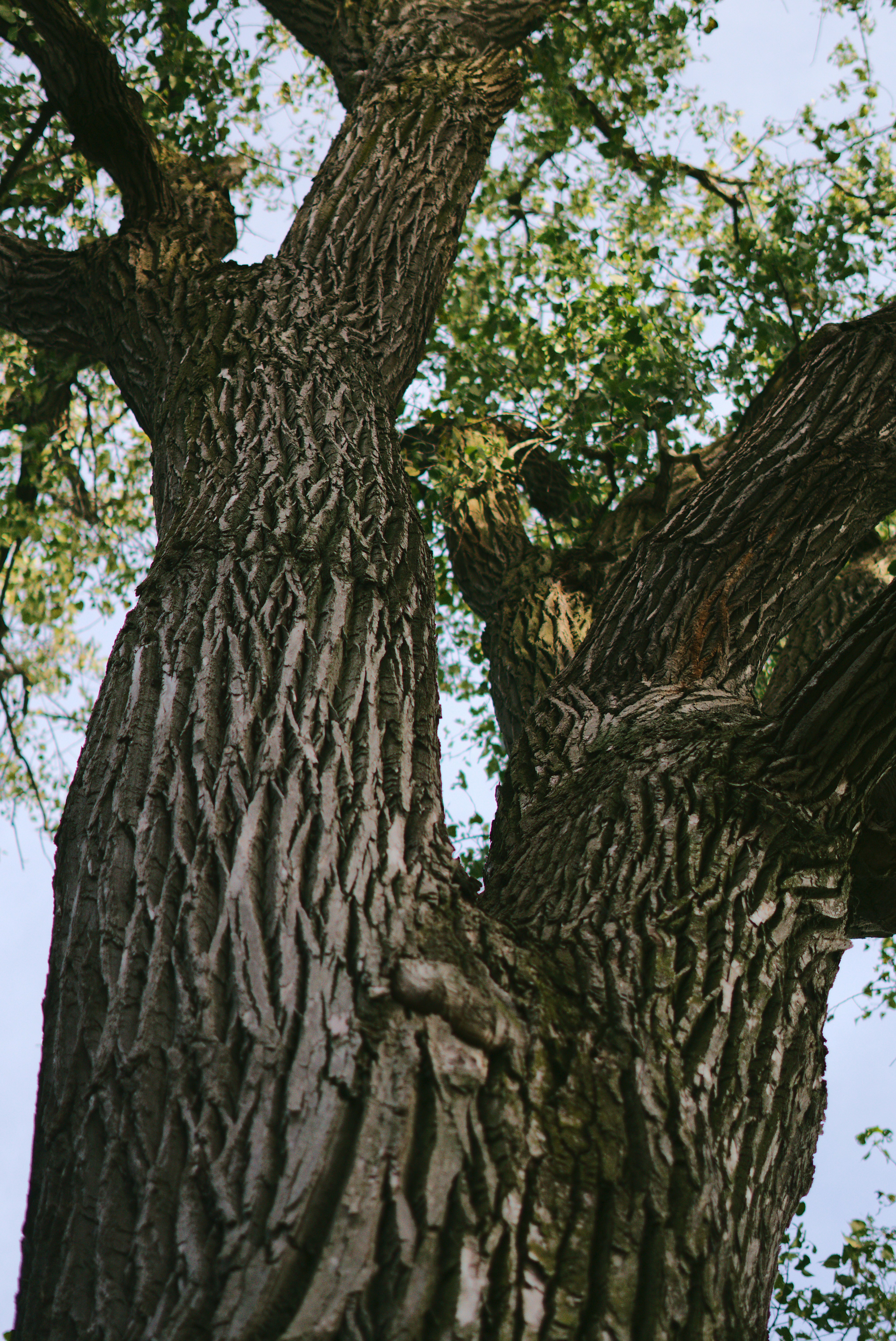 Textured tree trunk reaching skyward, showcasing intricate bark patterns and lush green foliage above.
