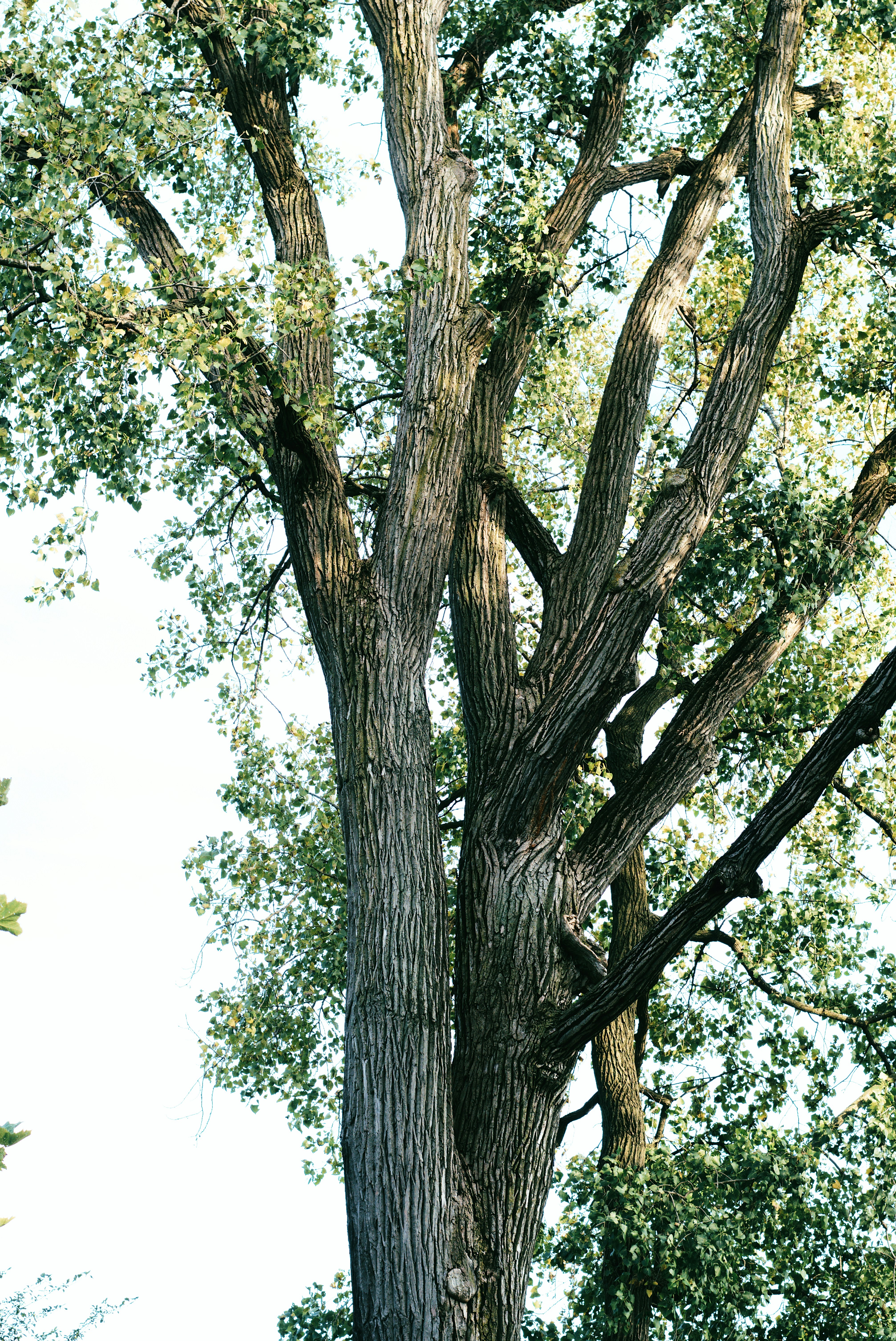 A majestic tree stands tall, its intricate branches reaching out against a soft sky, embodying nature's resilience and beauty.