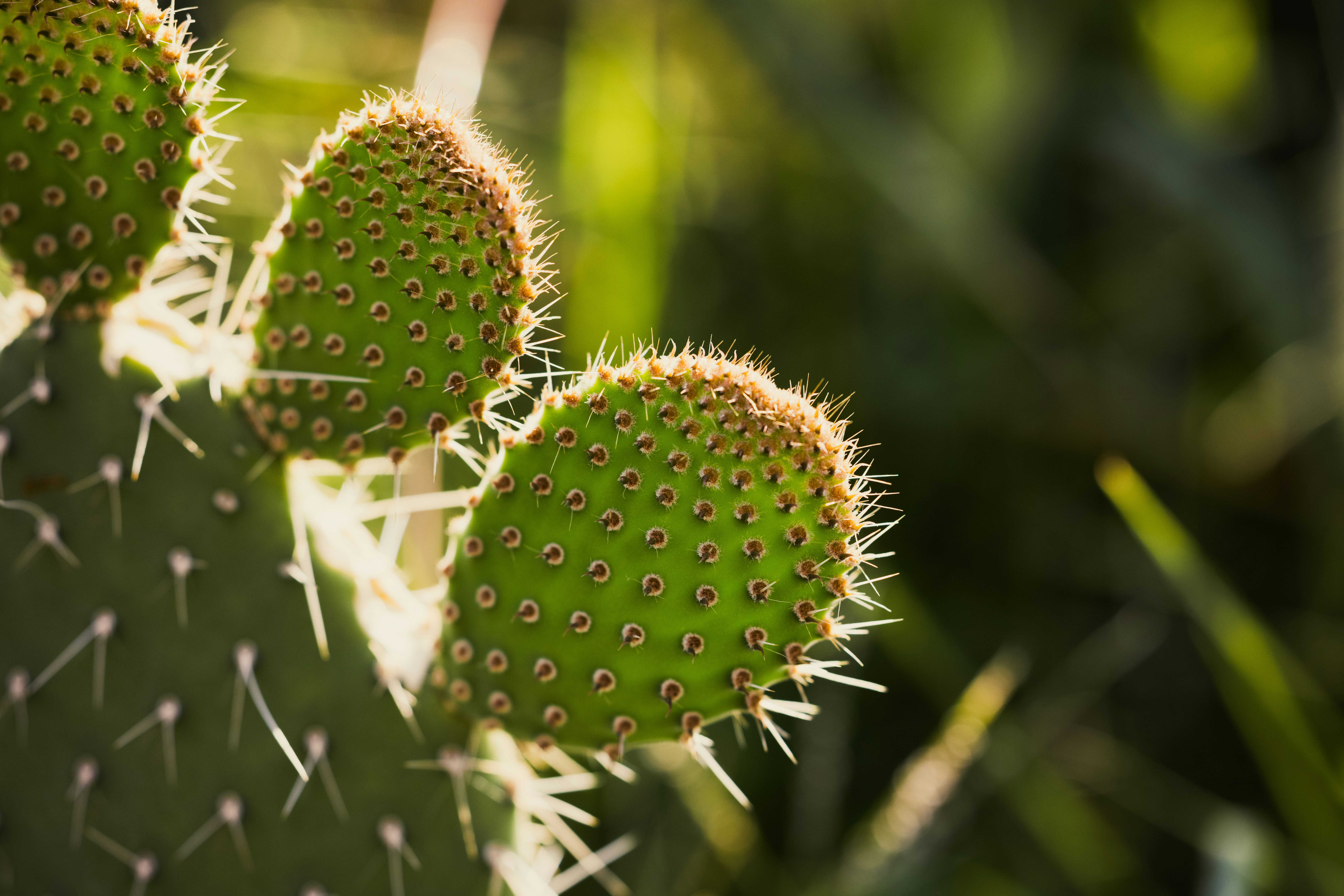 Close-up of a green prickly pear cactus pad highlighted by warm sunlight.
