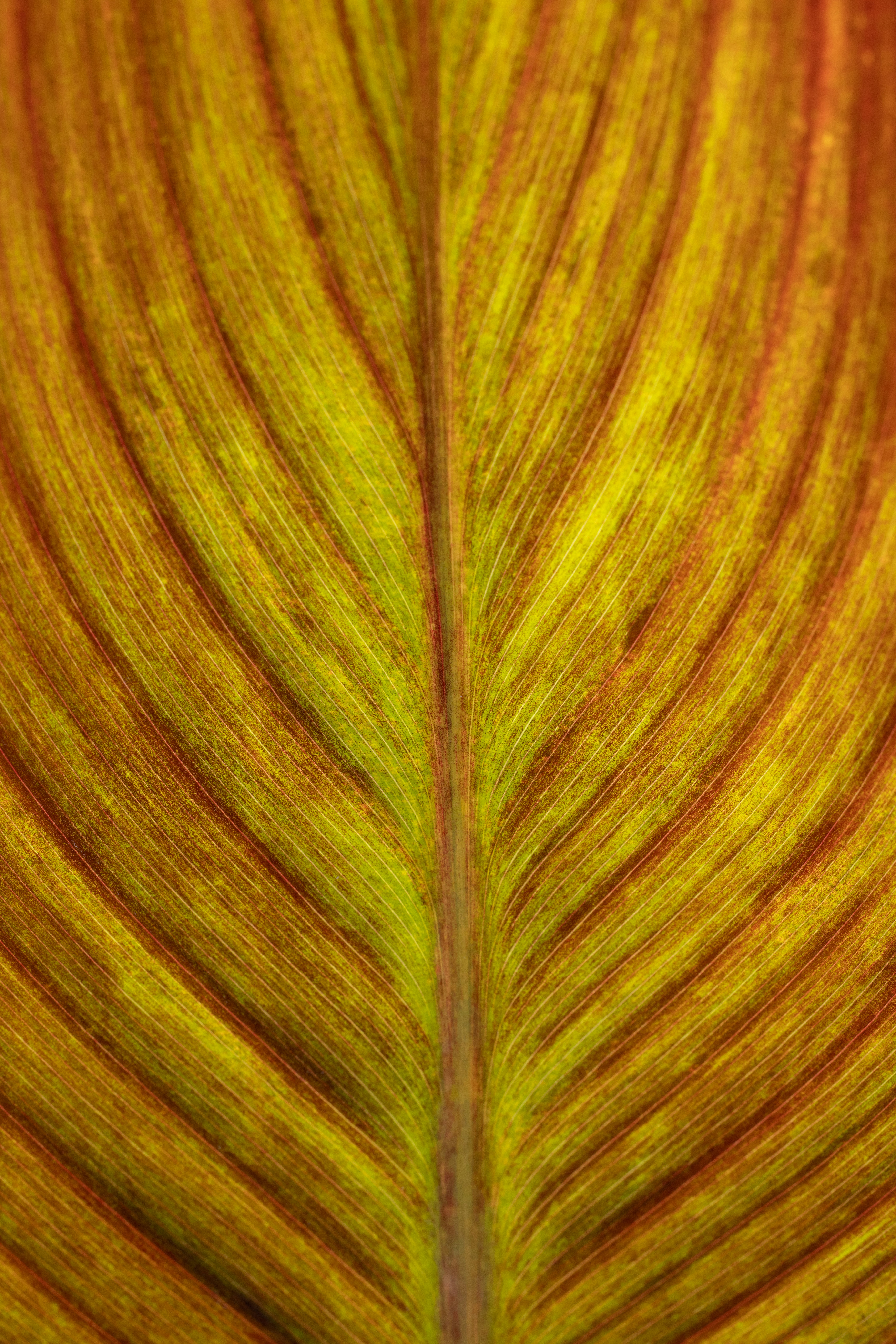 Centered Vein: A Symmetrical Leaf Close-Up in Evening Hues