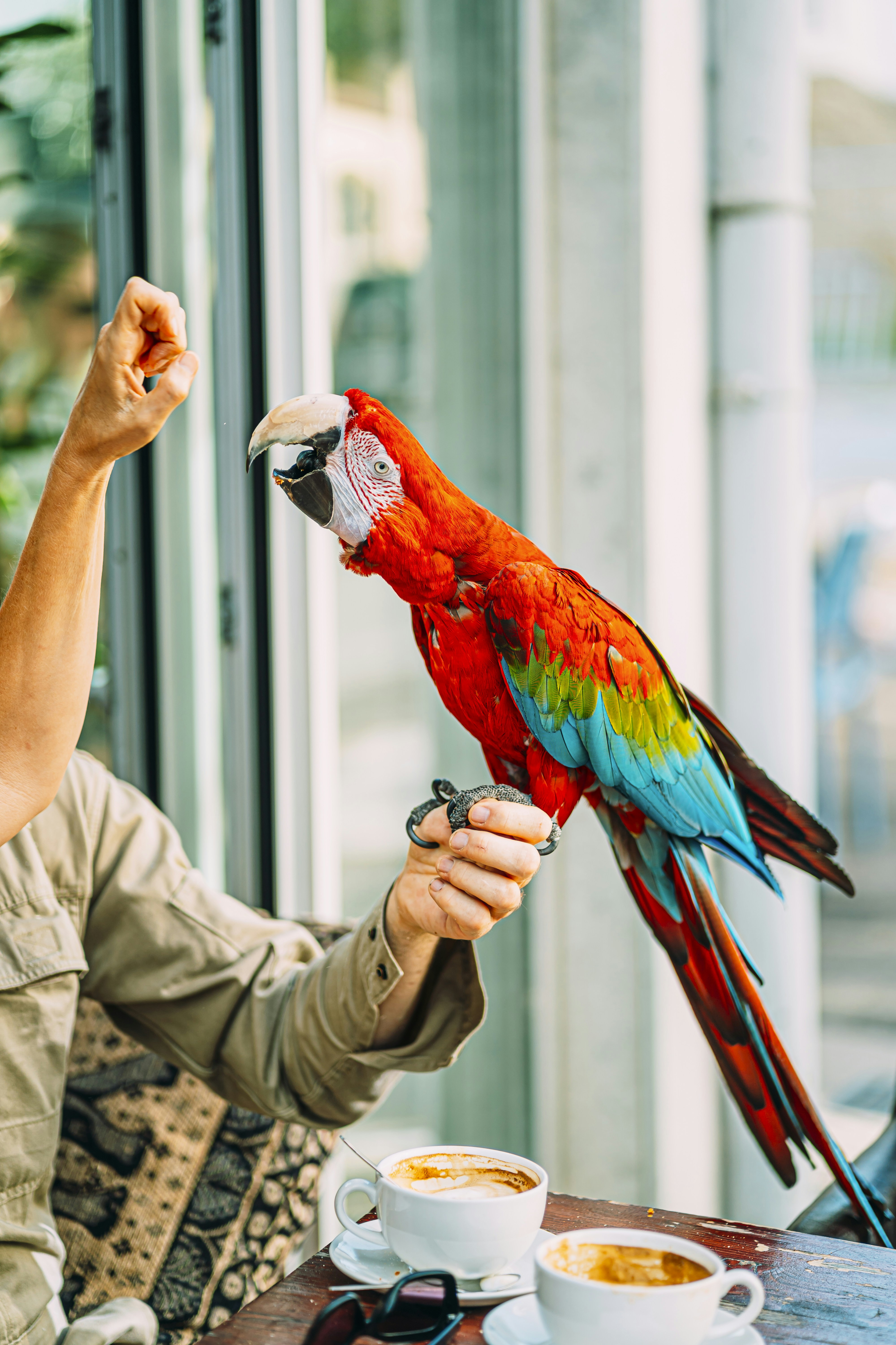 Crimson Macaw perches on a friend’s gloved hand by café windows