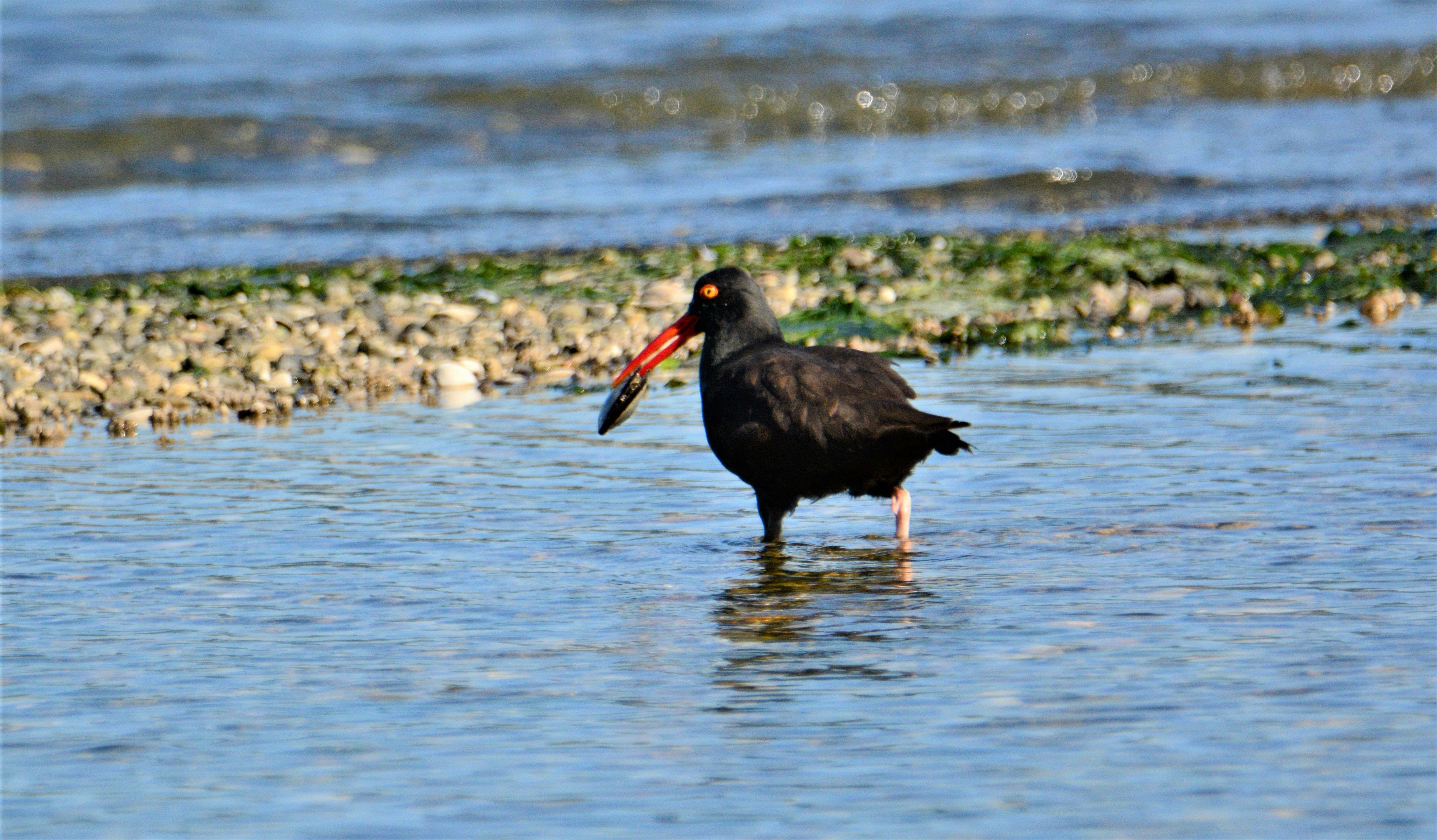 The Forager's Feast: A Black Oystercatcher in Action