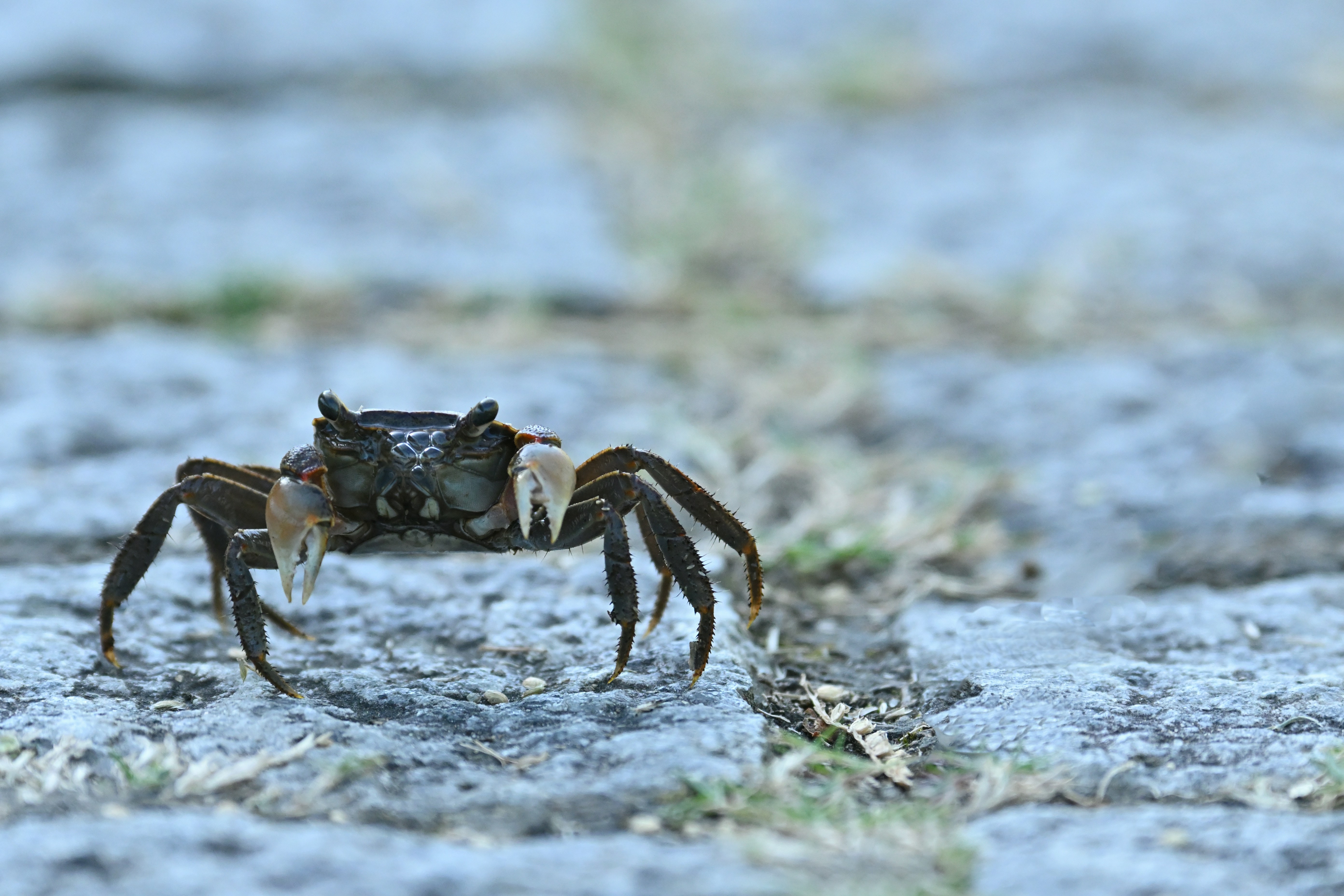 A crab confidently navigates a textured cobblestone path, showcasing its intricate features and natural habitat.