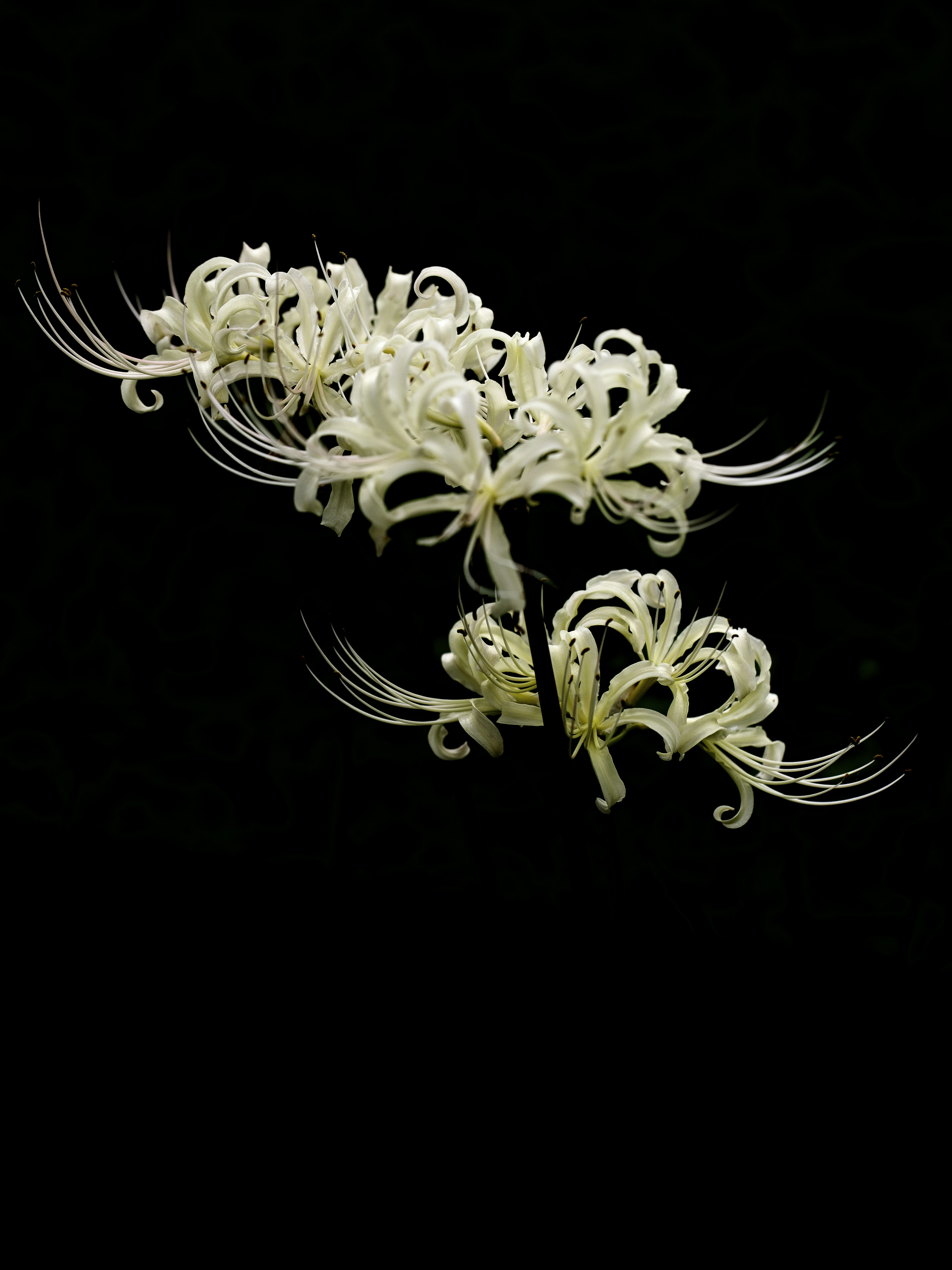 Arching White Spider Lilies Against a Velvet Black Backdrop