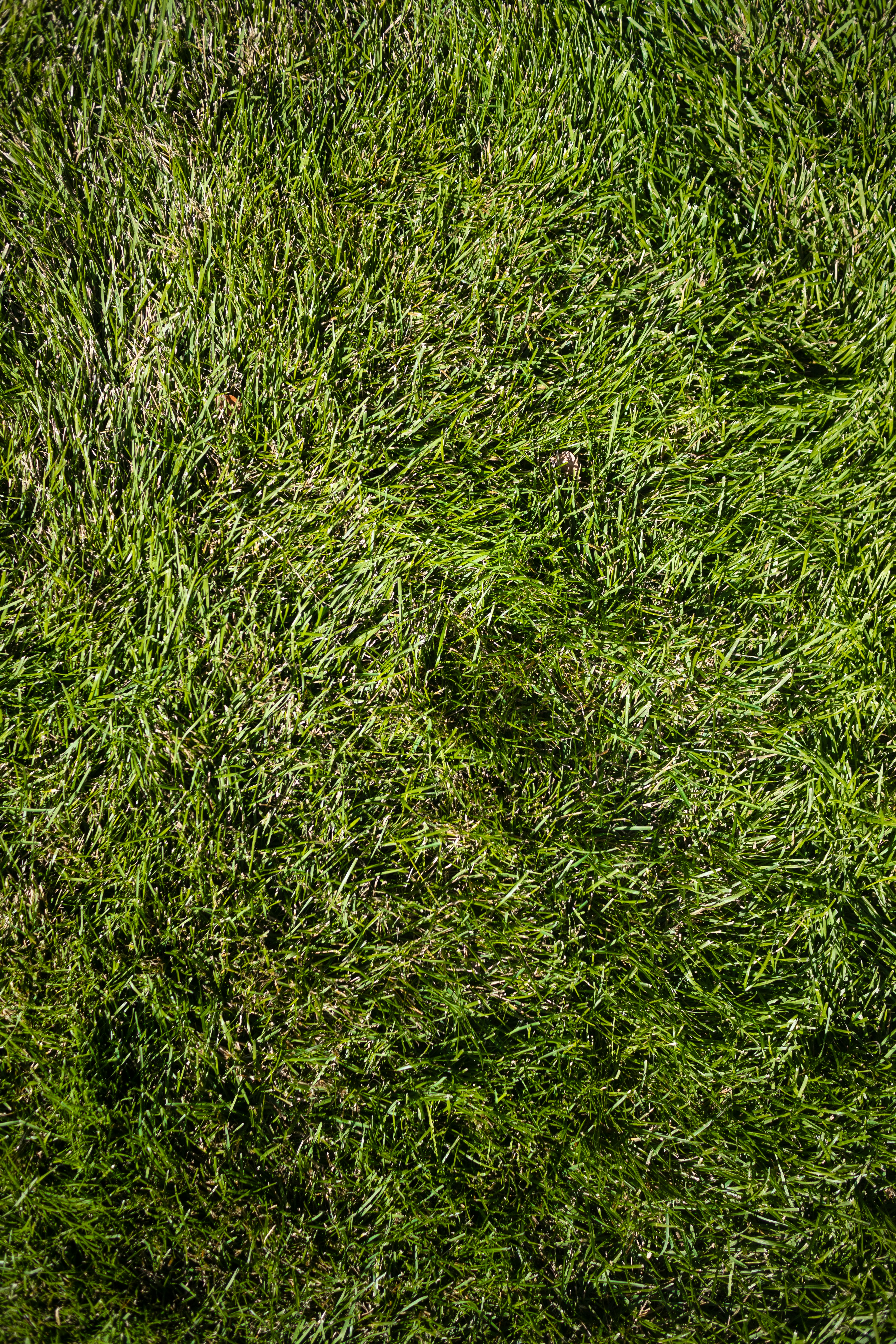 A close up of a green grass texture photo – Free South clayton street ...