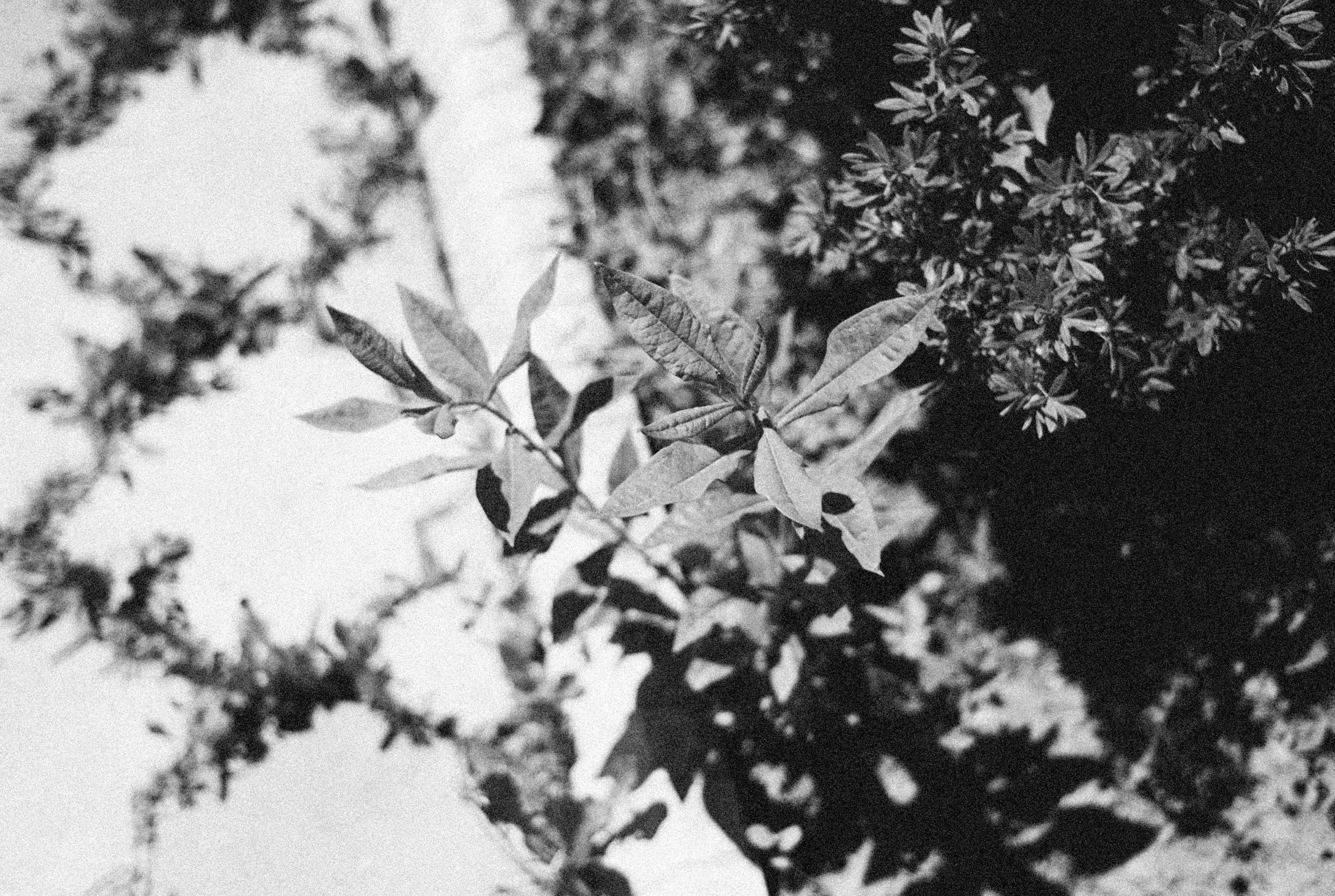 Close-up of a small leaf cluster in sharp relief against a textured, dappled background of branches and shadows. A grayscale study emphasizing form, texture, and light.