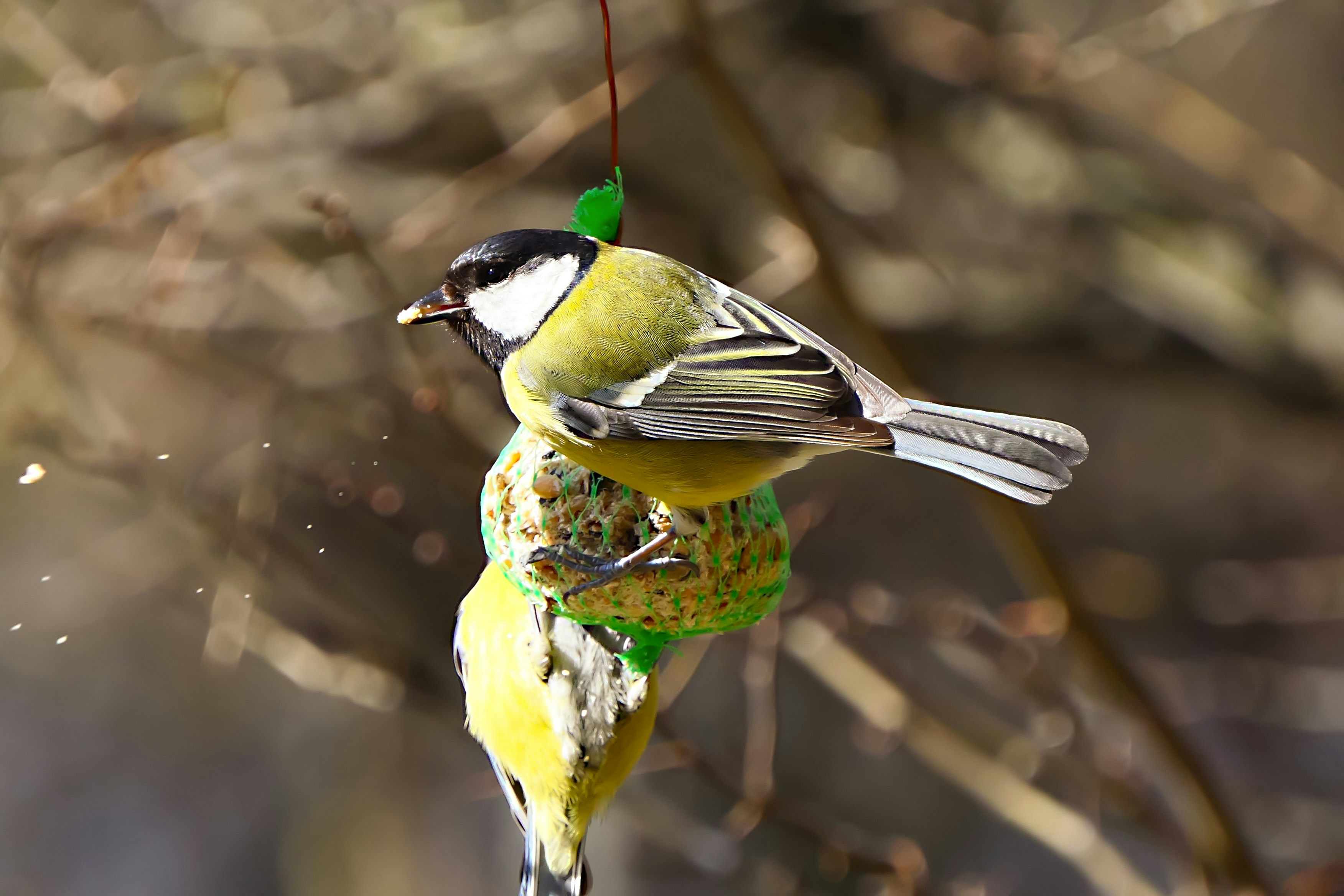 Two Birds and a Hanging Feeder: Fragments of Yellow and Black